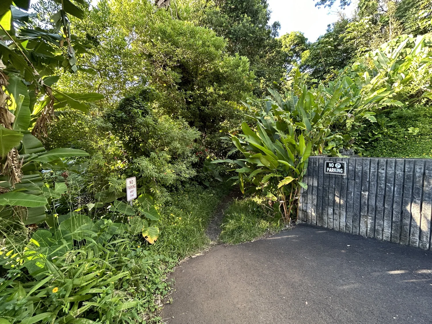 Hiking the Kolowalu Trail to Waʻahila Ridge on Oʻahu — noahawaii