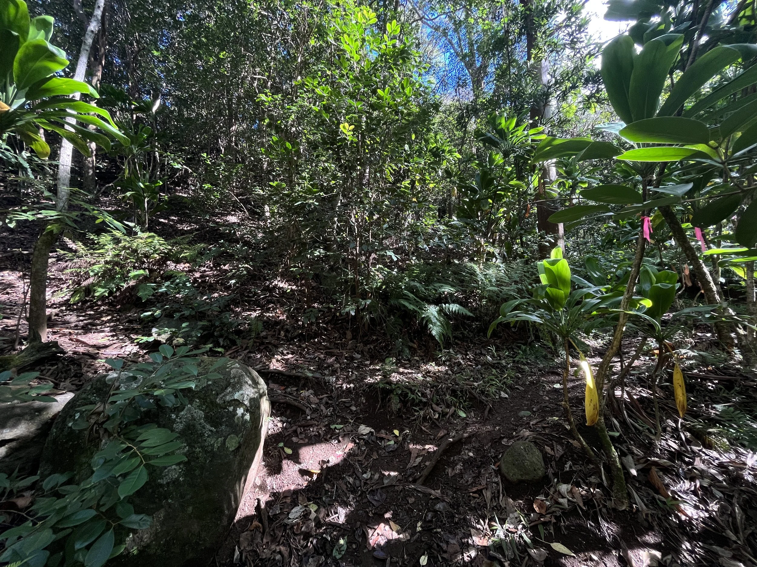 Hiking the Mt. Kaʻala Trail: The Tallest Point on Oʻahu — noahawaii