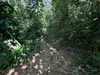 Hiking the Kolowalu Trail to Waʻahila Ridge on Oʻahu, Hawaiʻi — noahawaii