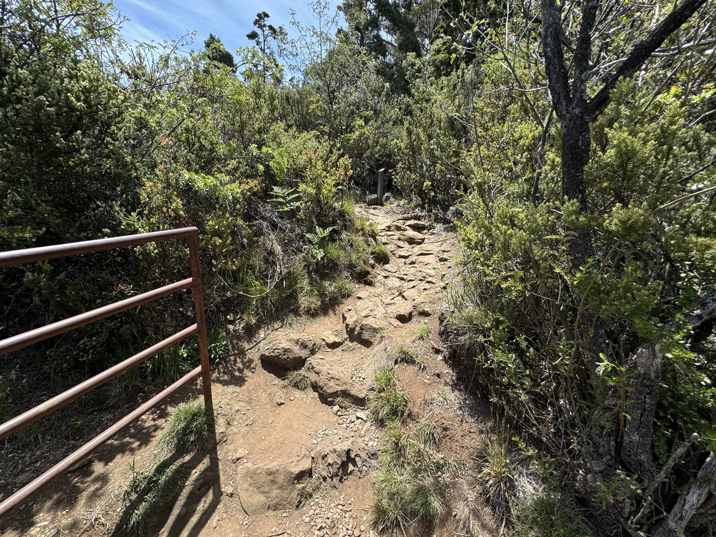 Hiking the Hosmer Grove Trail in Haleakalā National Park on Maui ...