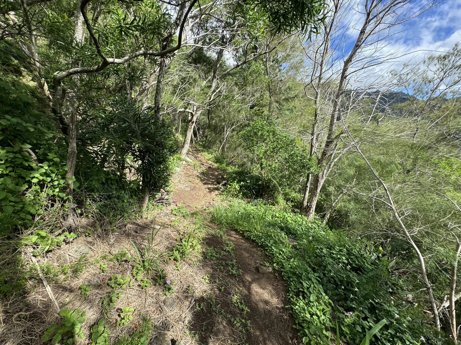 Hiking the Kapālama Ridge Trail to Puʻu Lanihuli on Oʻahu, Hawaiʻi ...