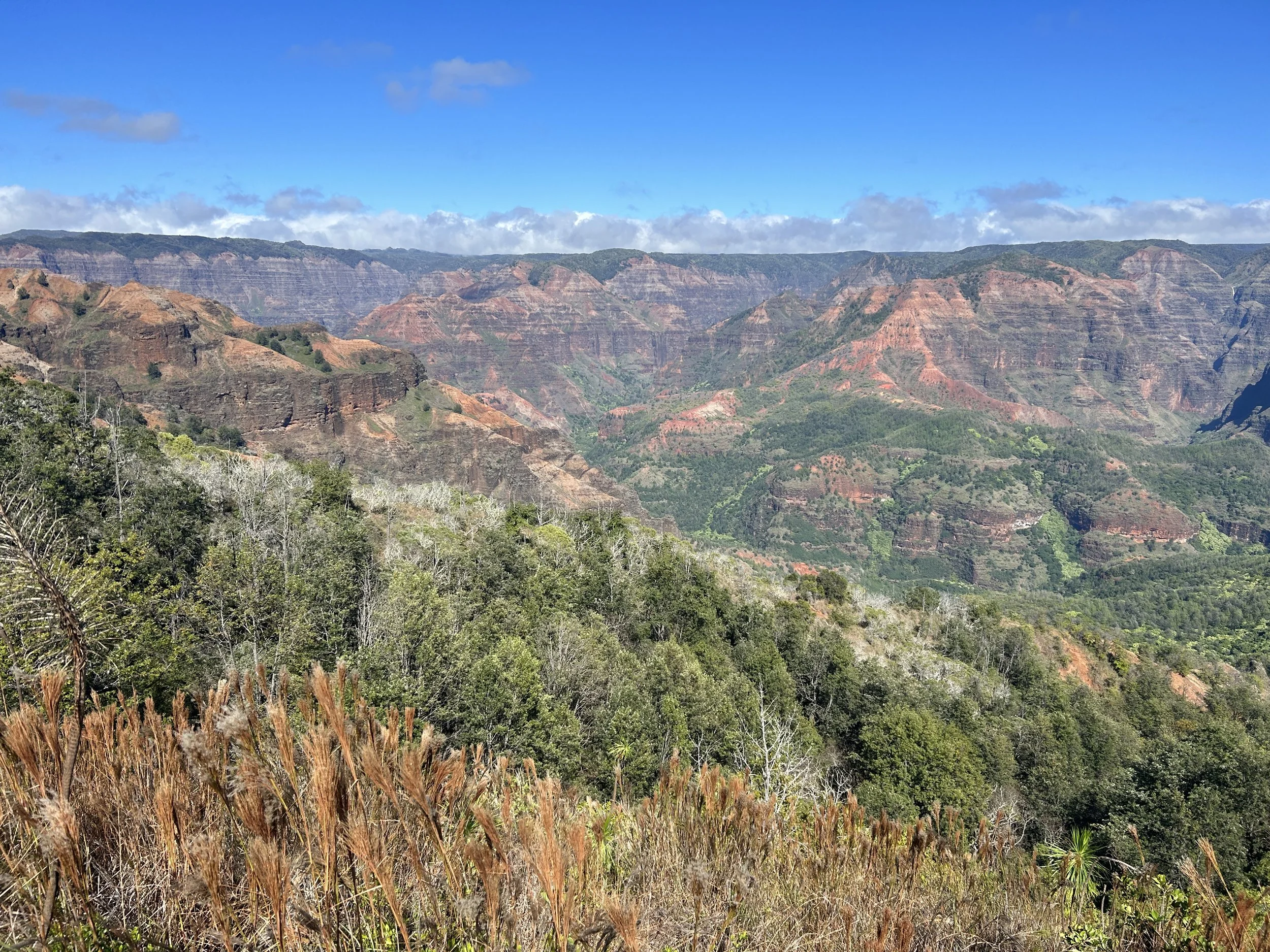 Hiking the Iliau Nature Loop Trail in the Waimea Canyon on Kauaʻi ...