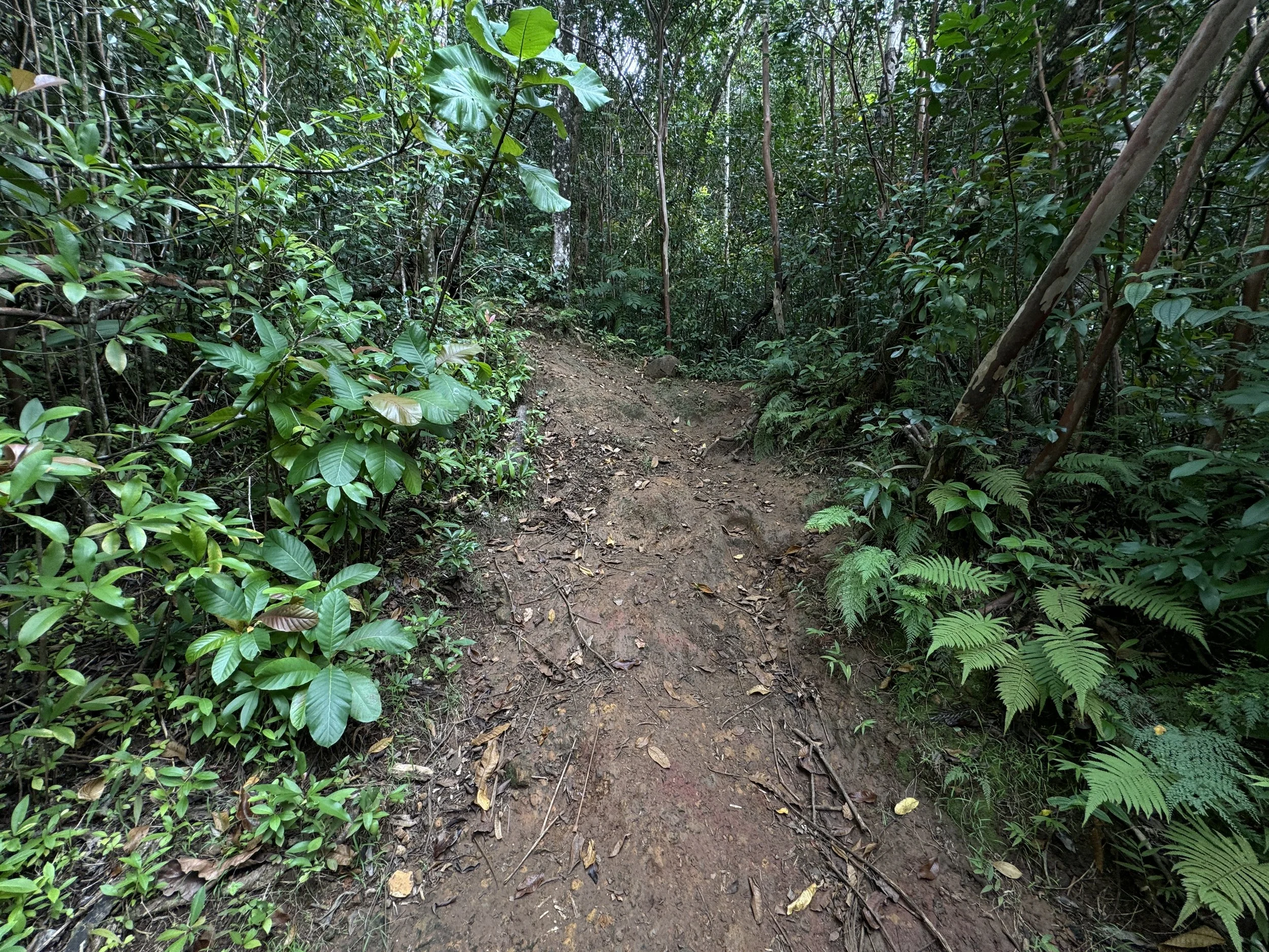 Hiking the Kolowalu Trail to Waʻahila Ridge on Oʻahu, Hawaiʻi — noahawaii