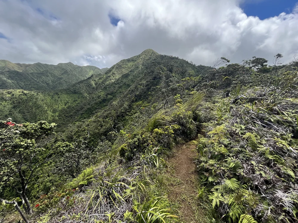 Hiking the ʻAiea Ridge Trail to Stairway to Hell on Oʻahu — noahawaii