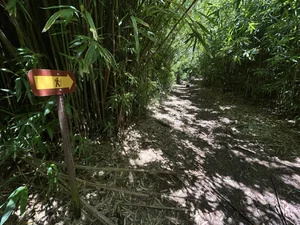 Hiking the Judd Trail & Jackass Ginger Pool on Oʻahu, Hawaiʻi — noahawaii