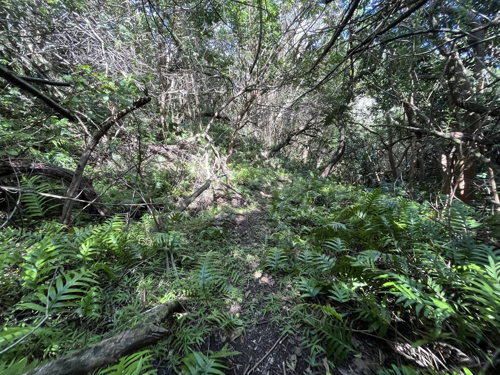 Hiking the Wailupe Loop Trail on Oʻahu — noahawaii