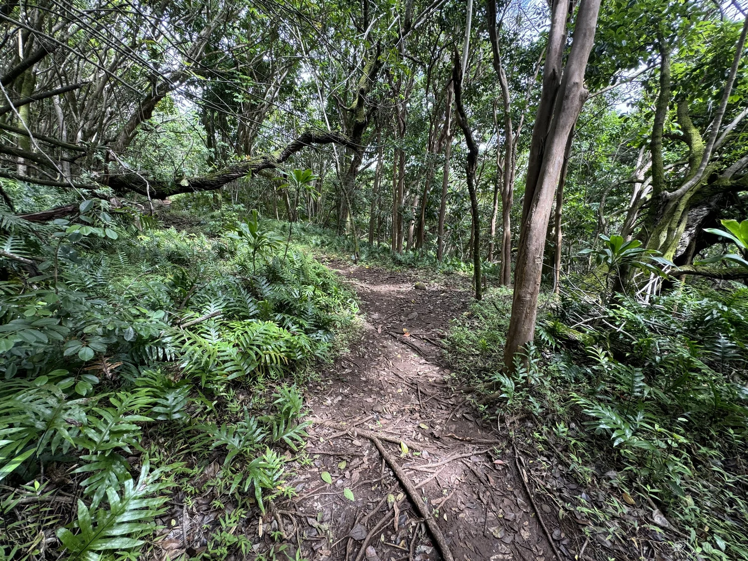 Hiking the Wailupe Loop Trail on Oʻahu, Hawaiʻi — noahawaii