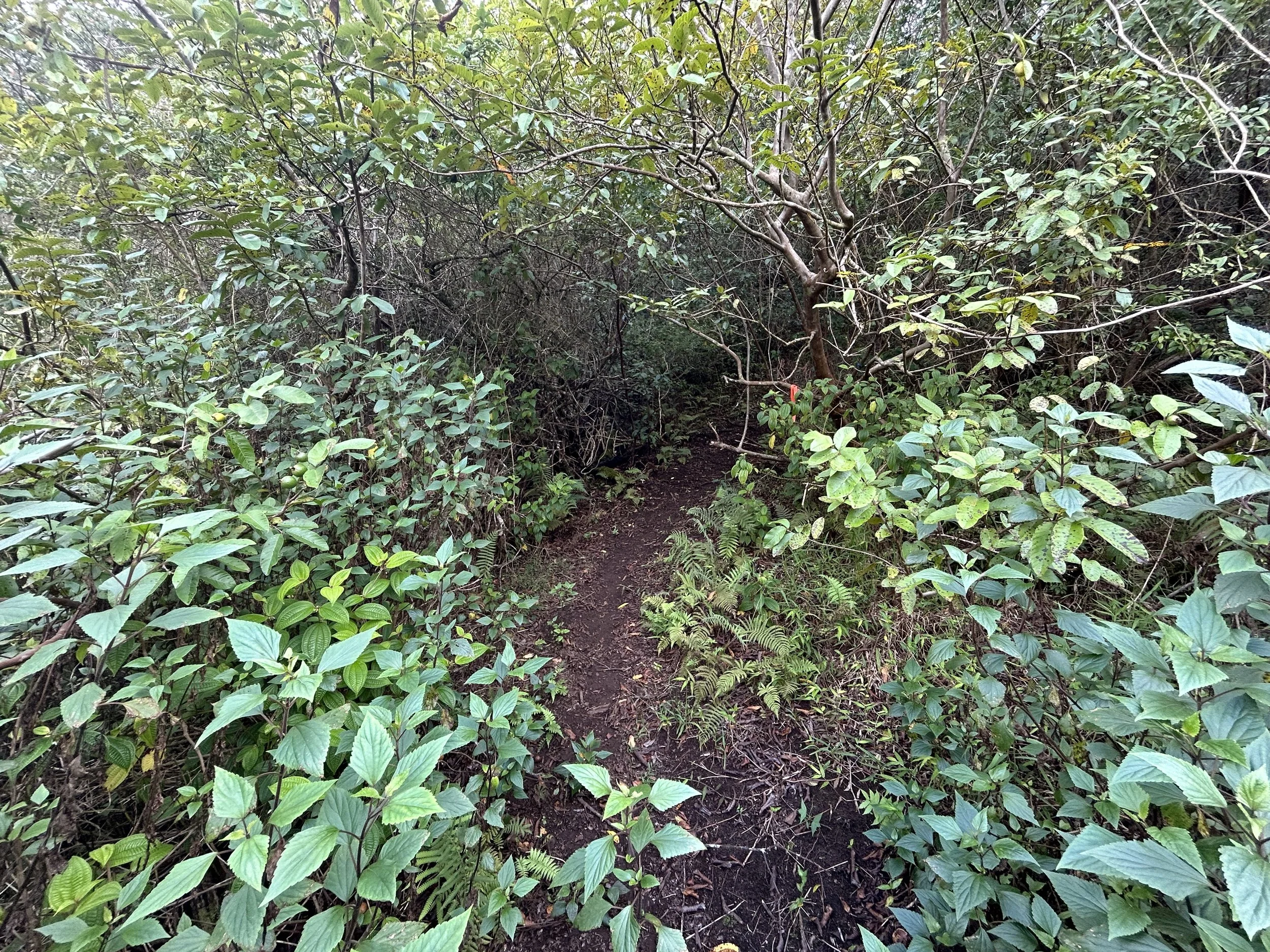 Hiking the Mokulēʻia Trail on the North Shore of Oʻahu, Hawaiʻi — noahawaii