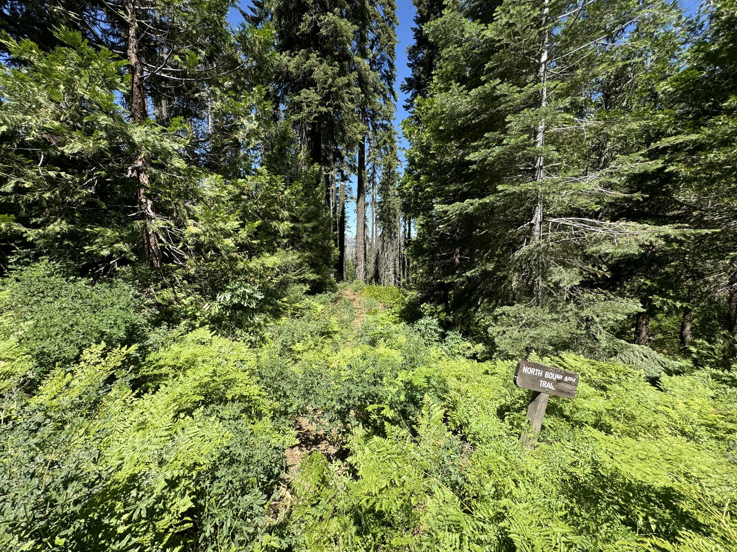 Hiking the North Boundary-Lone Pine Loop Trail in Kings Canyon National ...