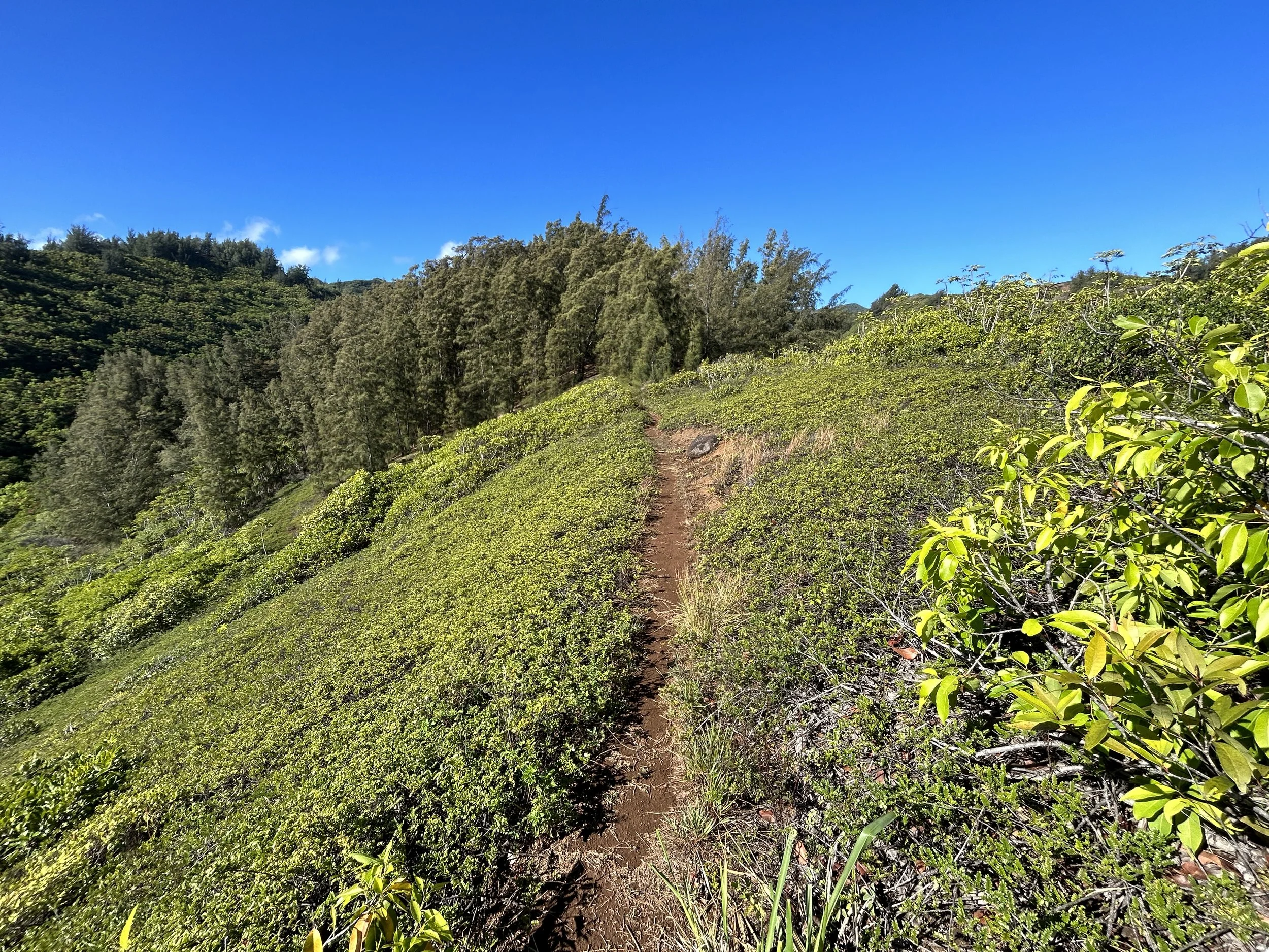 Hiking the Kōloa Gulch Trail on Oʻahu, Hawaiʻi — noahawaii