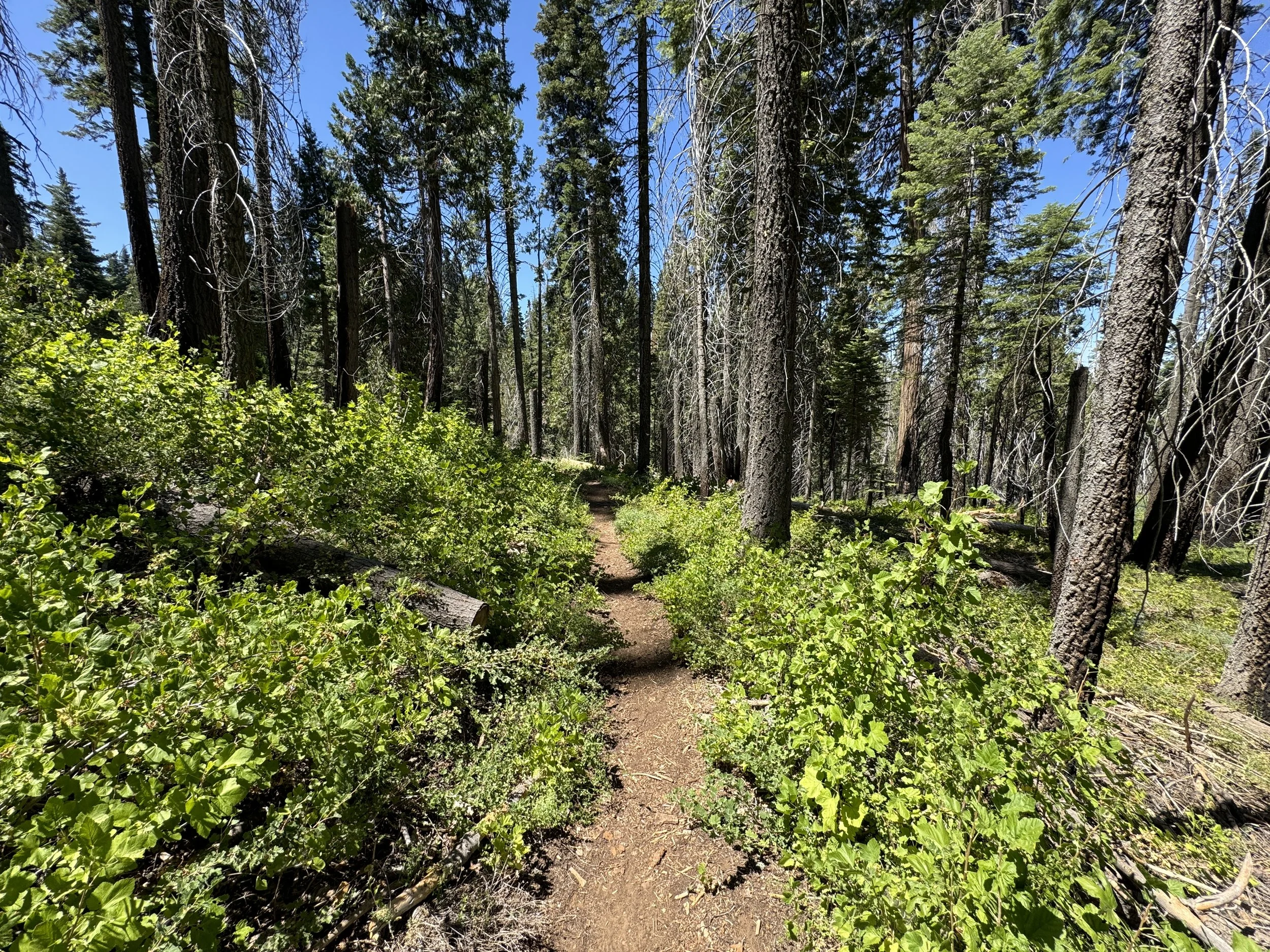 Hiking the North Boundary-Lone Pine Loop Trail in Kings Canyon National ...