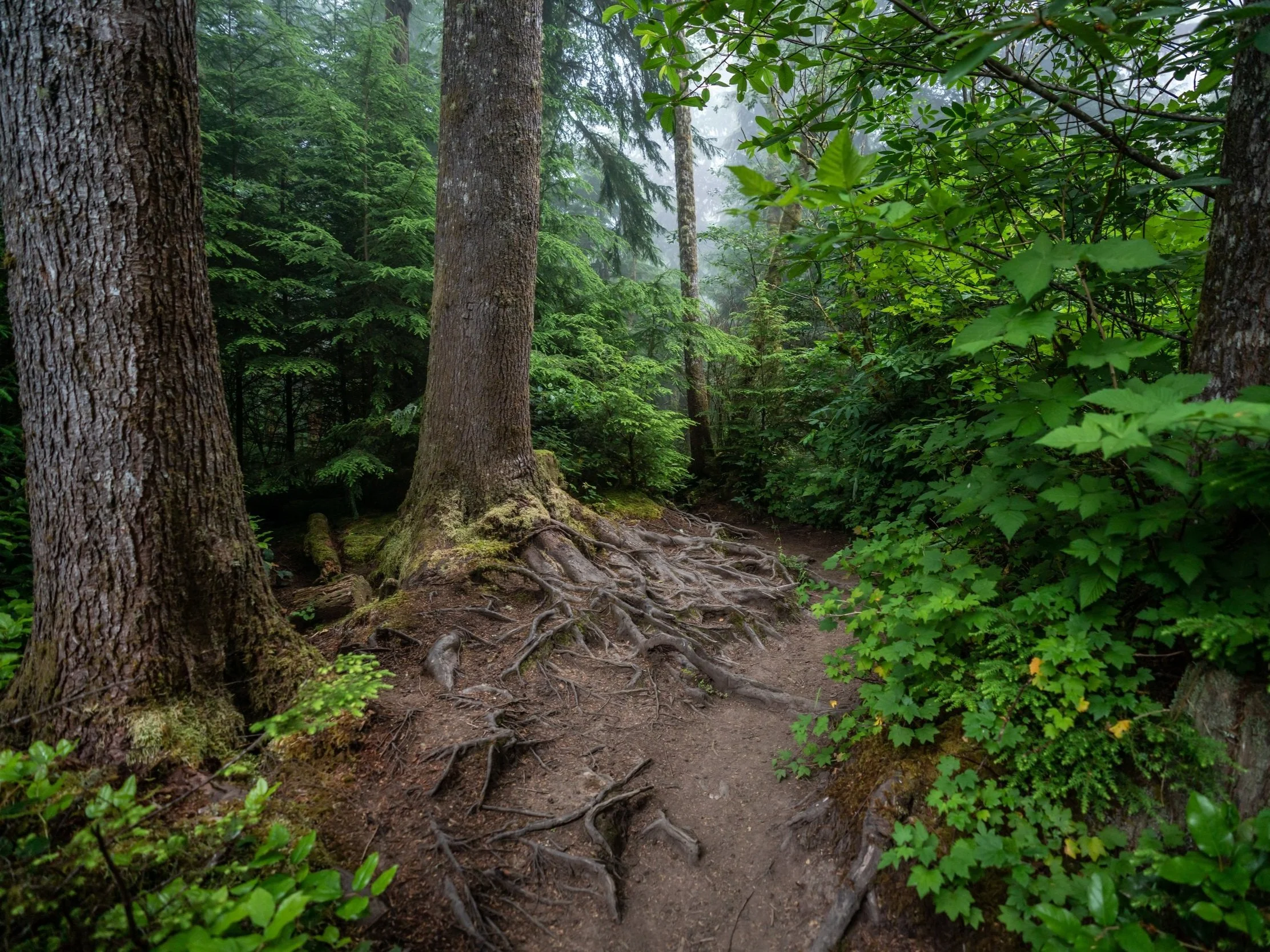 Hiking the Cathedral Tree Trail to the Astoria Column on the Oregon ...