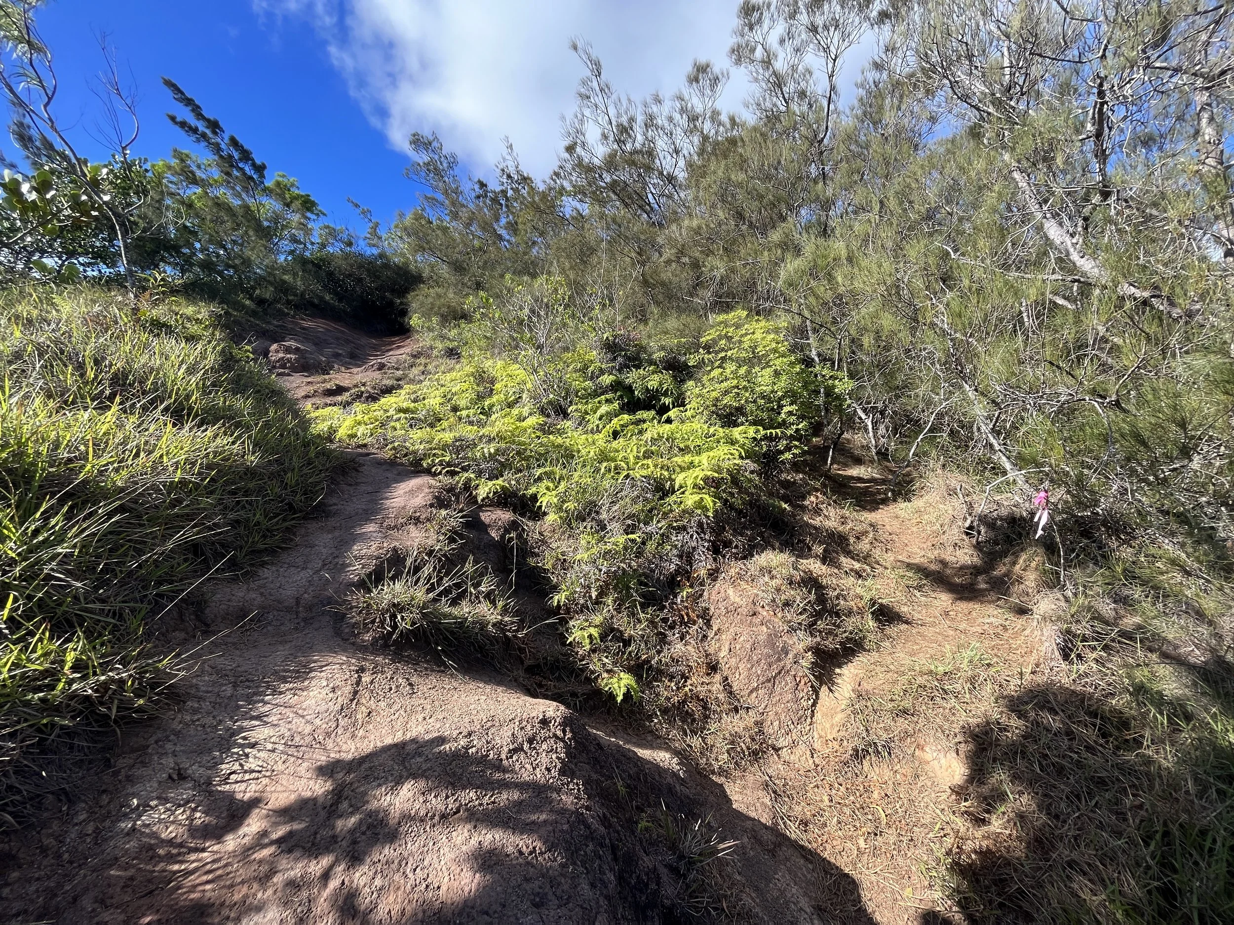 Hiking the Mauʻumae Ridge Trail to Puʻu Lanipō on Oʻahu — noahawaii