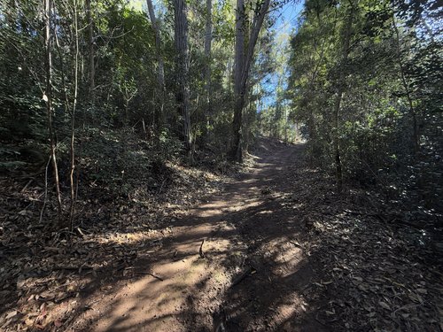 Hiking the Koloiki Ridge-Kaiholena Ridge Loop Trail on Lānaʻi, Hawaiʻi ...