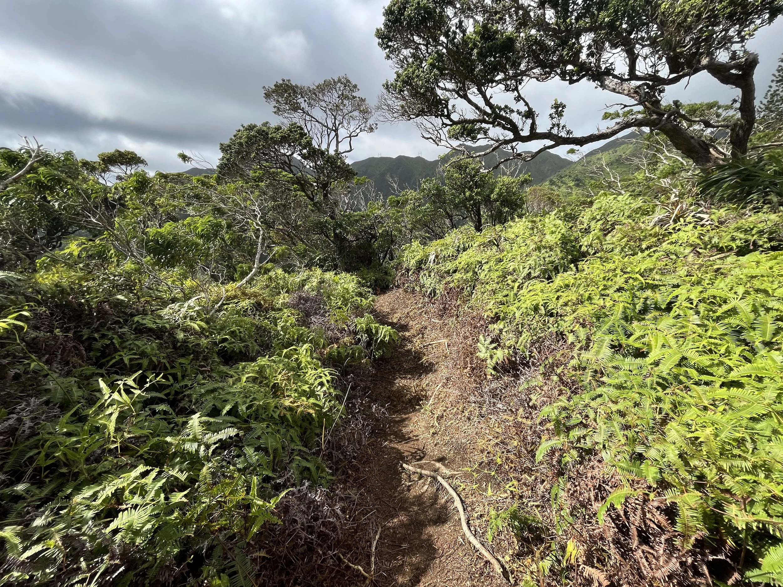 Hiking the Mauʻumae Ridge Trail to Puʻu Lanipō on Oʻahu — noahawaii