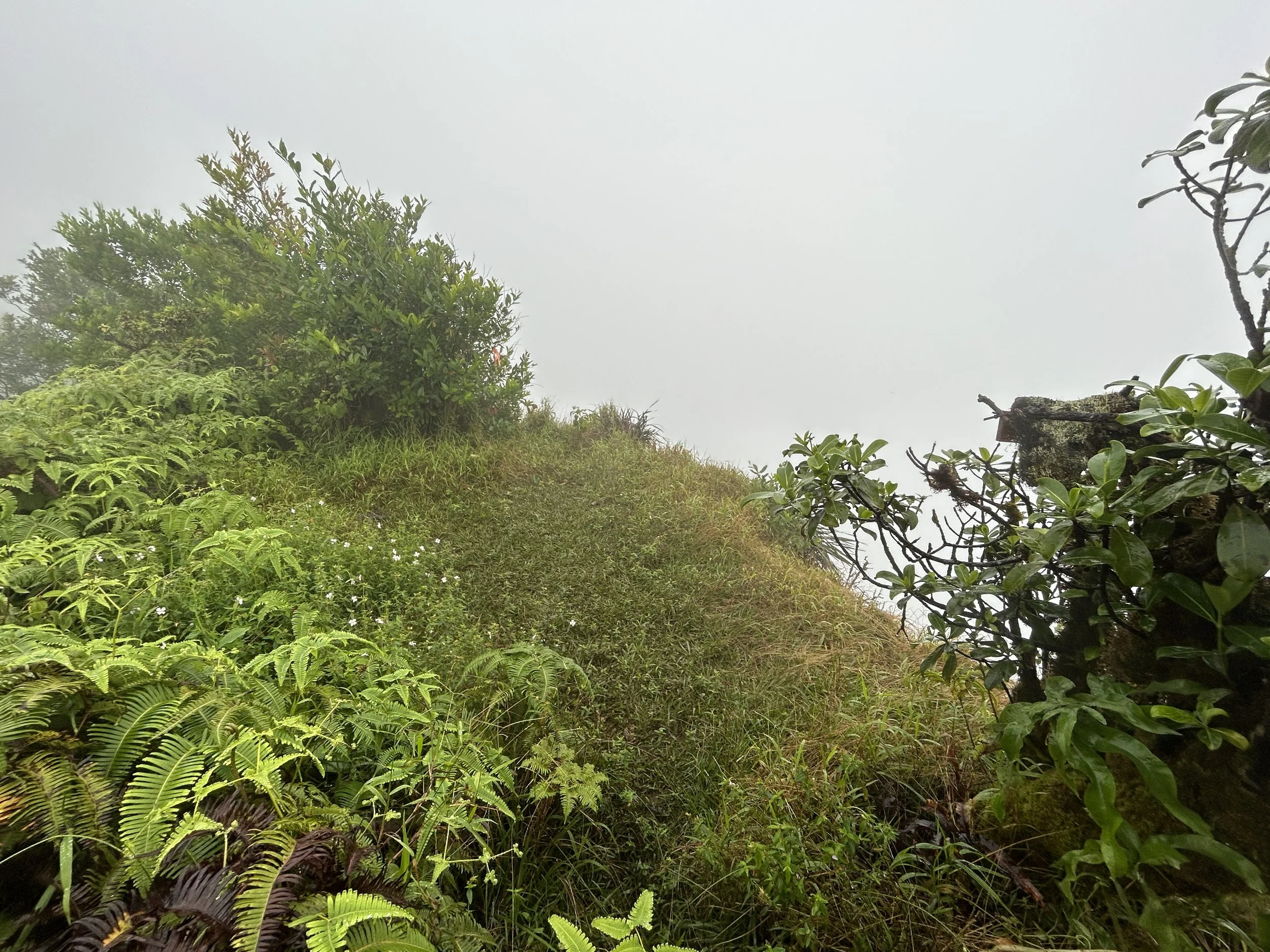 Hiking the Mānoa Middle Ridge Trail on Oʻahu — noahawaii