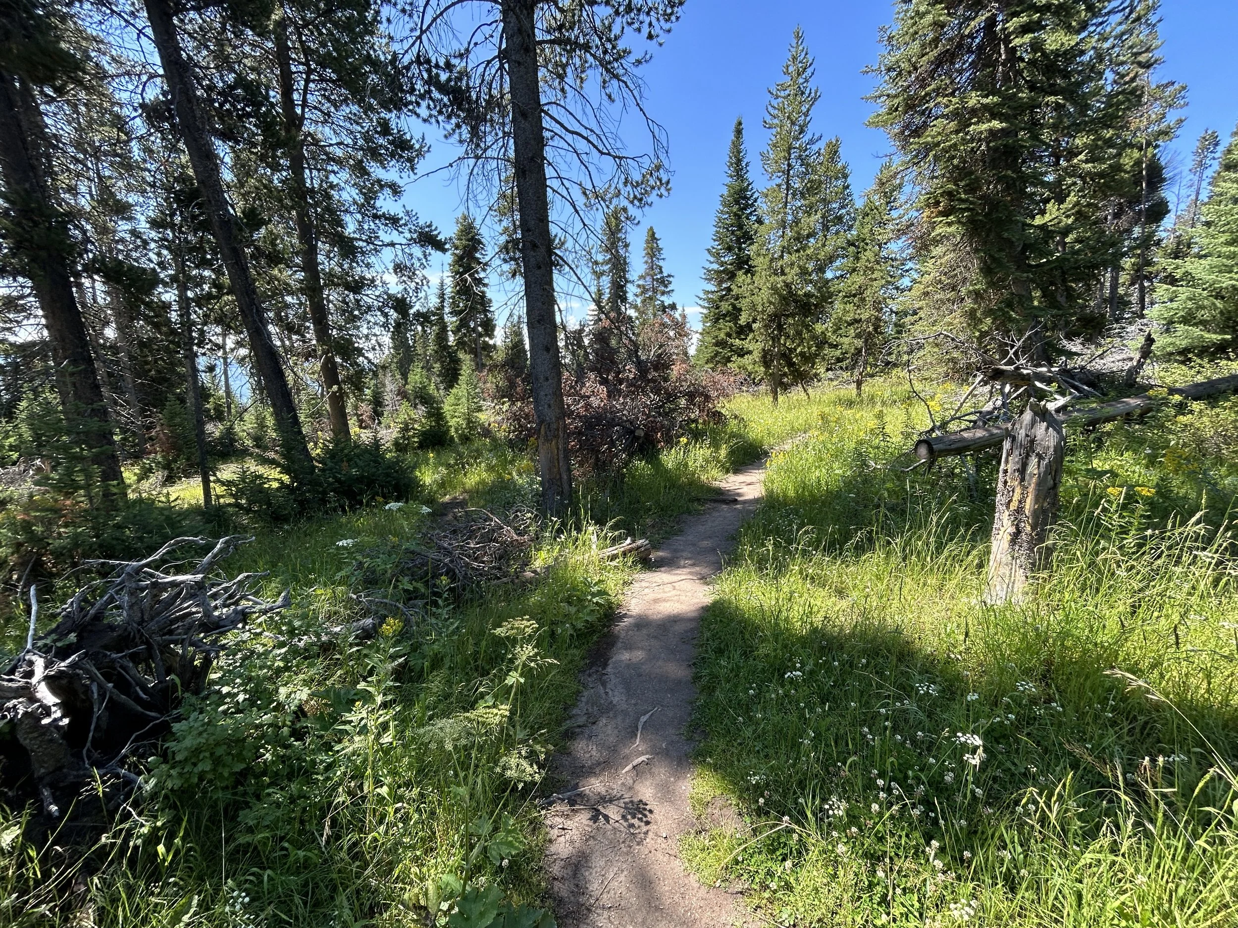 Hiking the Storm Point Trail in Yellowstone National Park — noahawaii