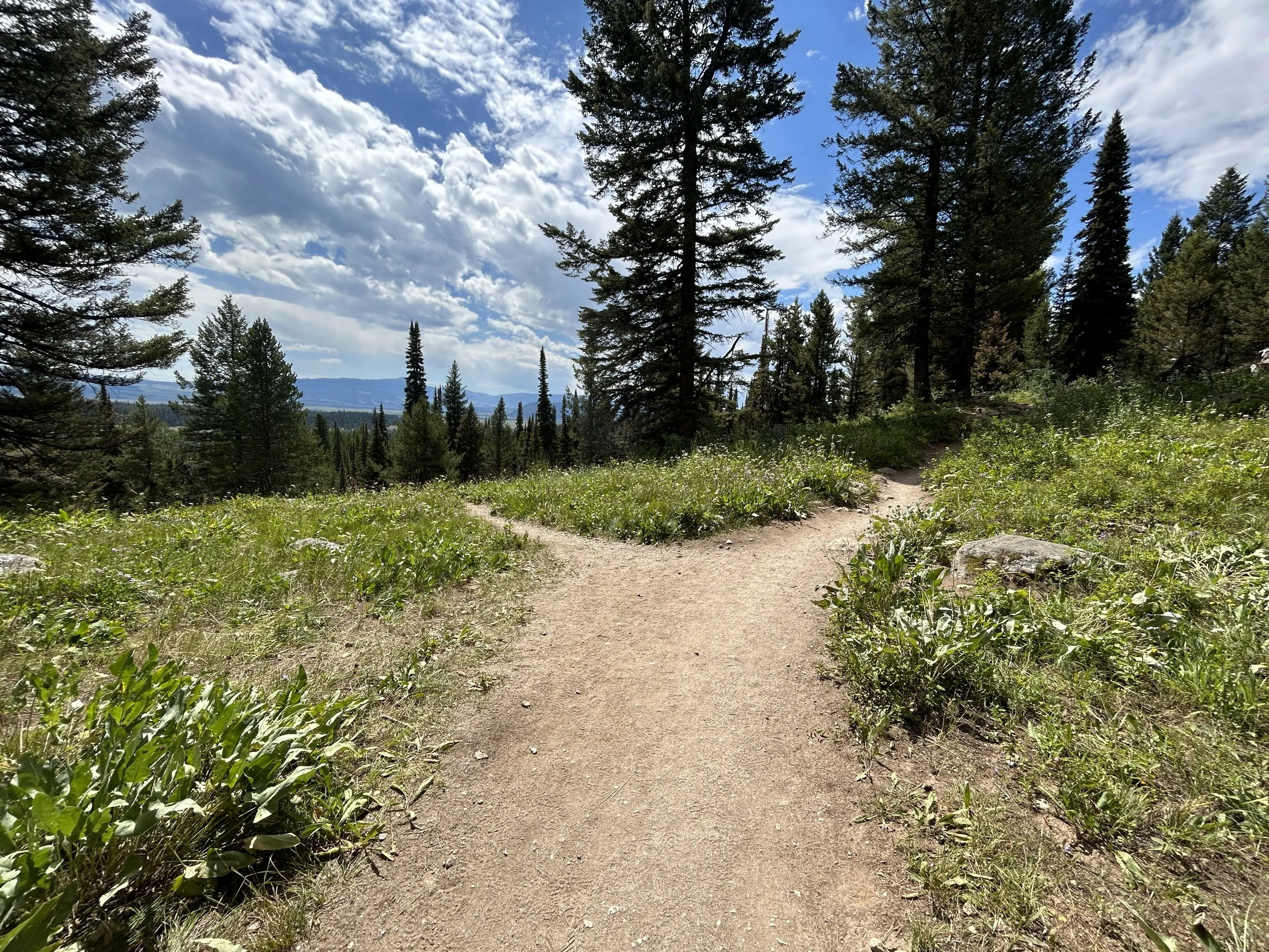 Hiking the Surprise and Amphitheater Lakes Trail via Lupine Meadows in ...