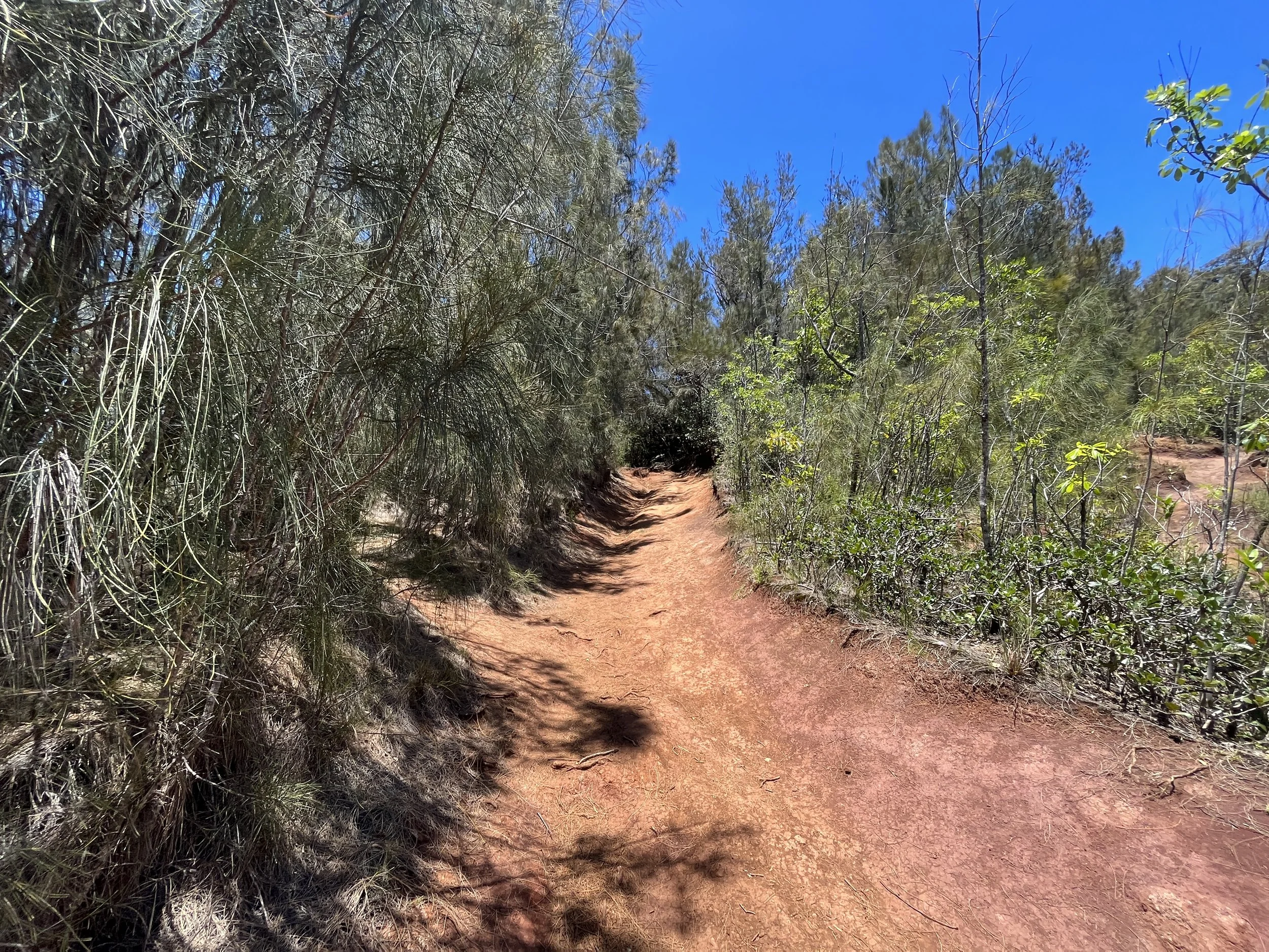 Hiking the Waʻahila Ridge Trail to Mt. Olympus (ʻAwaʻawaloa) on Oʻahu ...