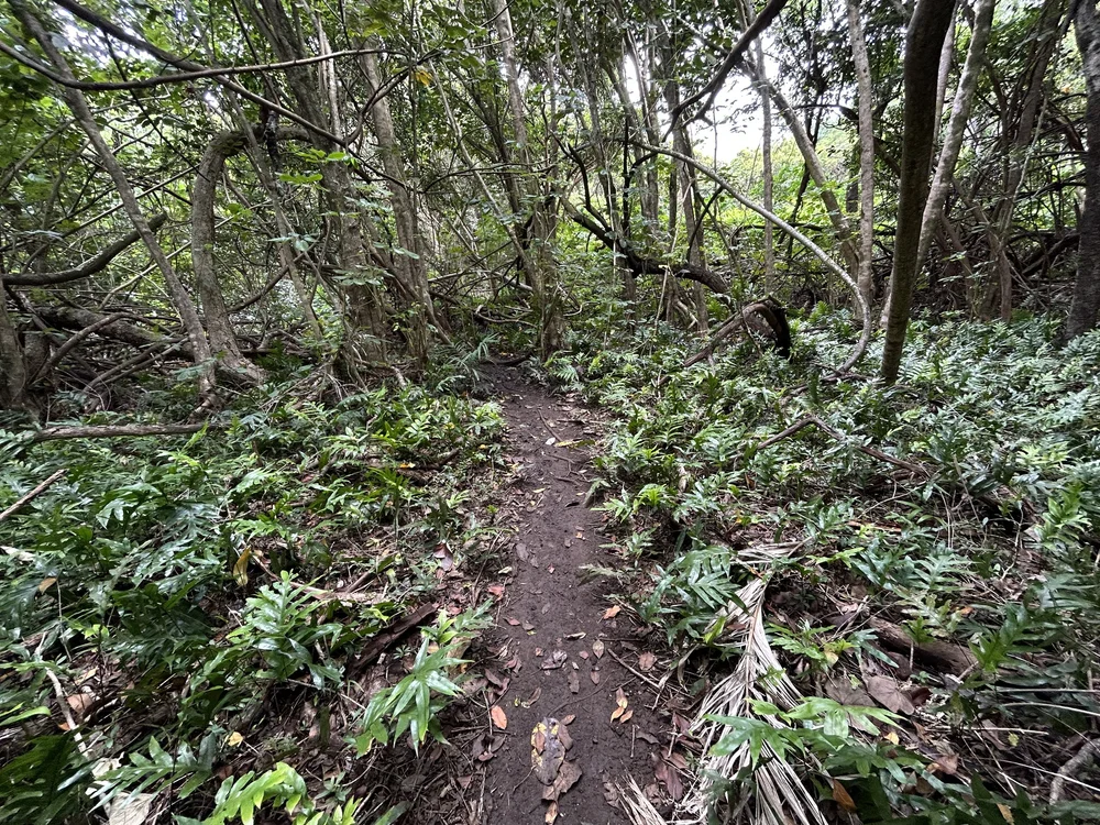 Hiking the Castle Trail on Oʻahu, Hawaiʻi — noahawaii