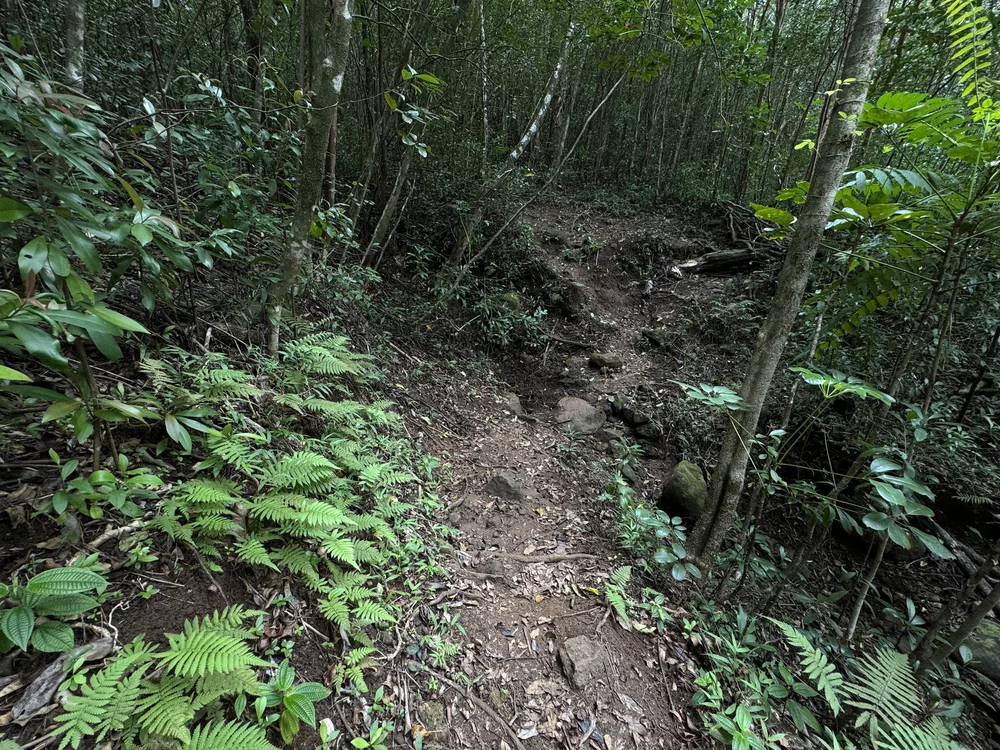 Hiking the Kolowalu Trail to Waʻahila Ridge on Oʻahu, Hawaiʻi — noahawaii
