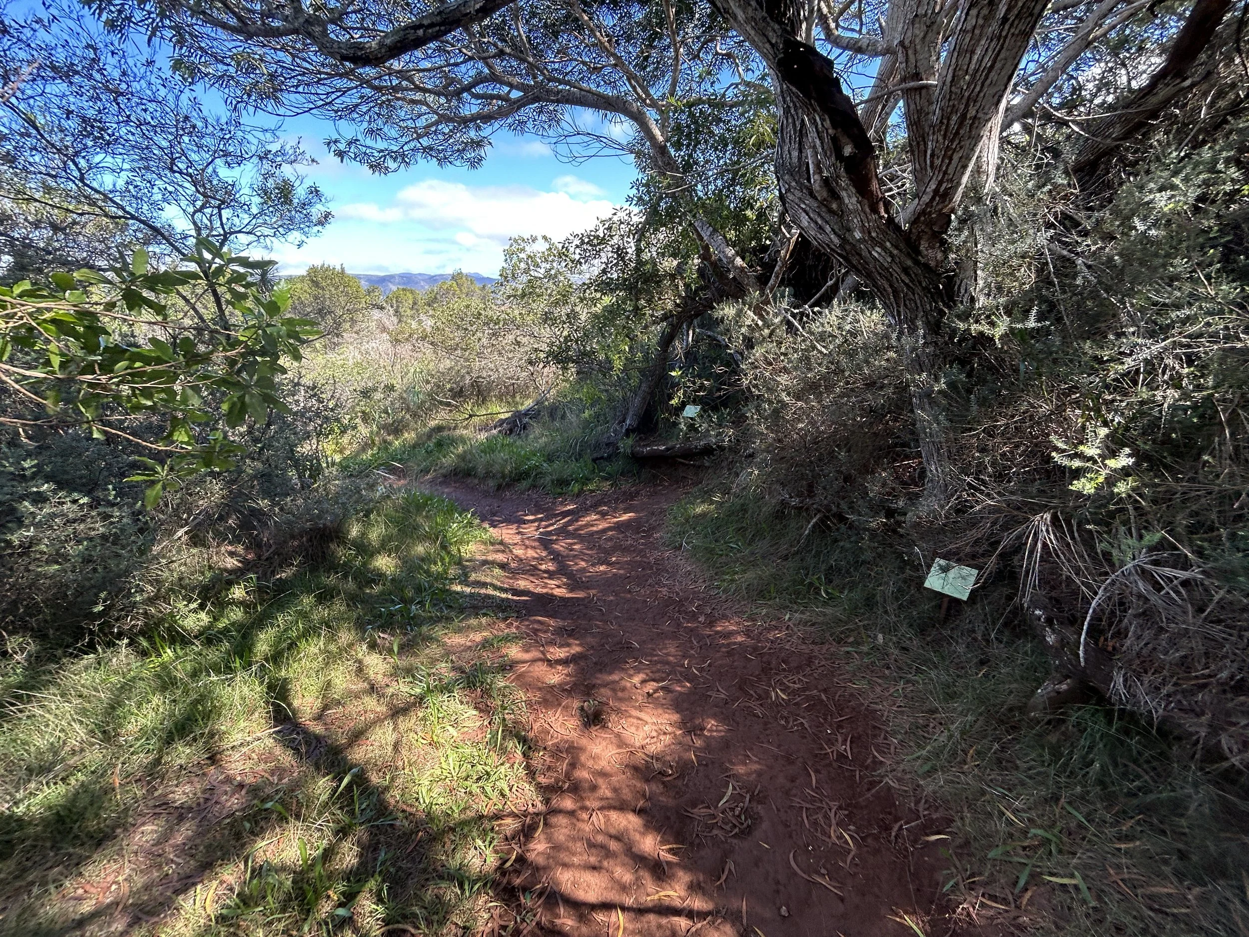 Hiking the Iliau Nature Loop Trail in the Waimea Canyon on Kauaʻi ...
