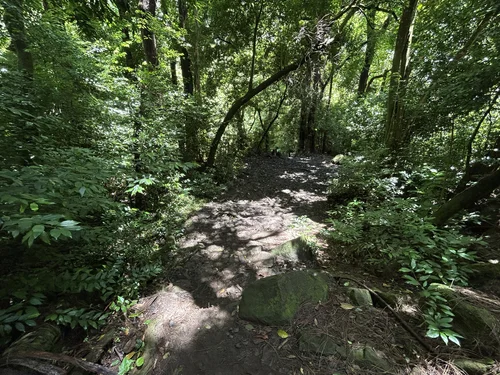 Hiking the Judd Trail & Jackass Ginger Pool on Oʻahu, Hawaiʻi — noahawaii