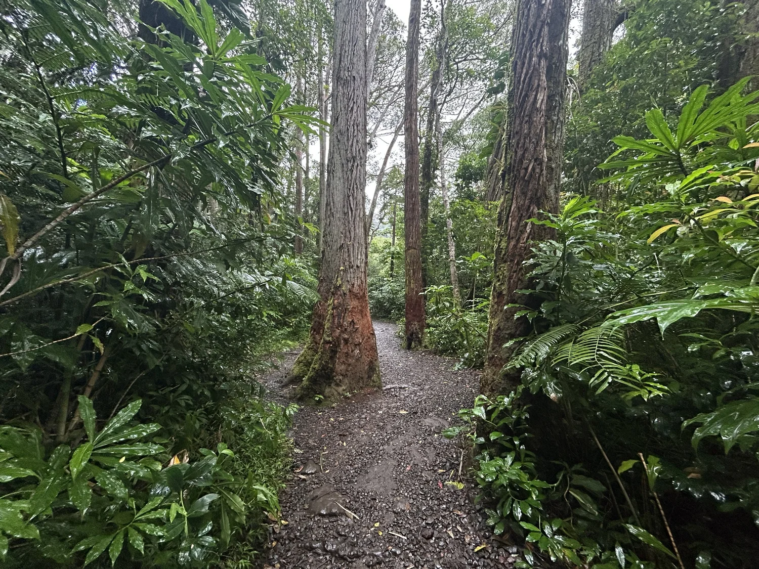 Hiking the Mānoa Falls Trail on Oʻahu, Hawaiʻi — noahawaii