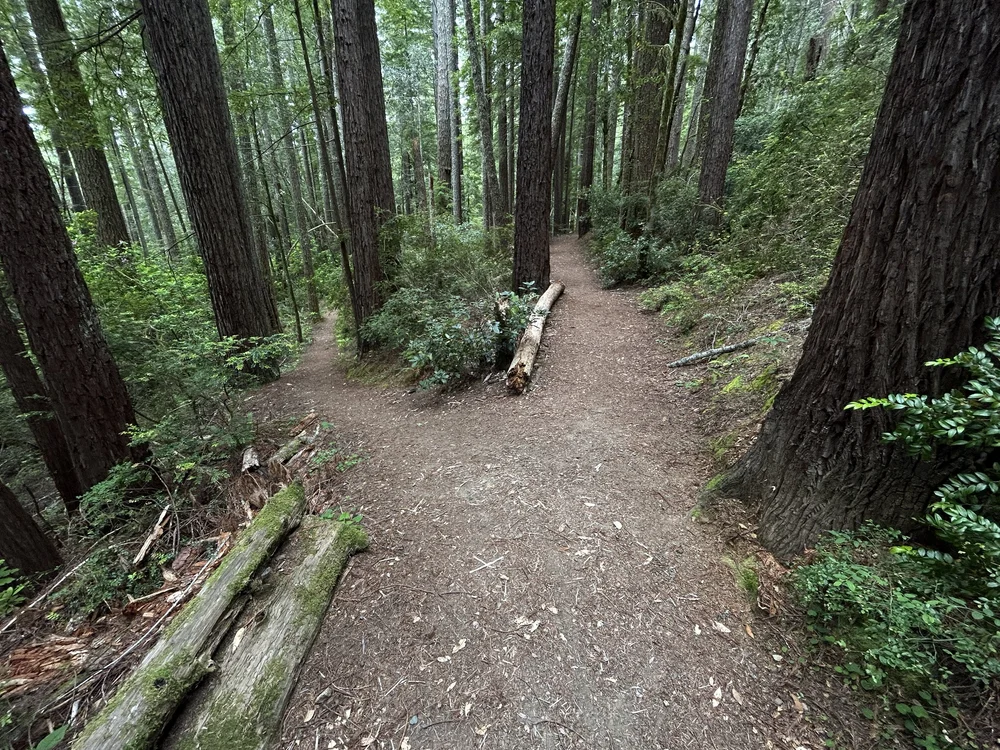 Hiking the Oregon Redwoods Trail on the Oregon Coast — noahawaii