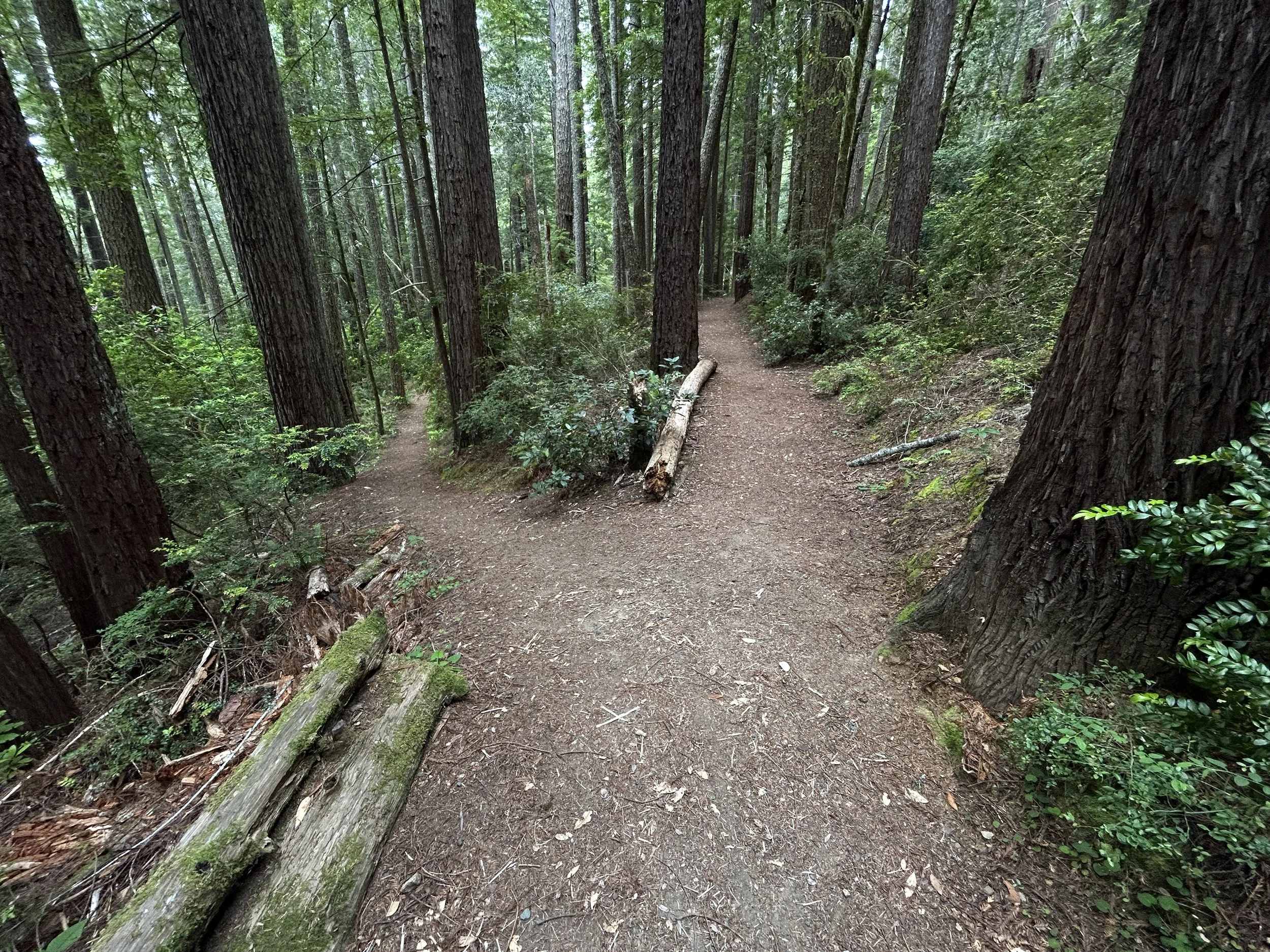 Hiking the Oregon Redwoods Trail on the Oregon Coast — noahawaii