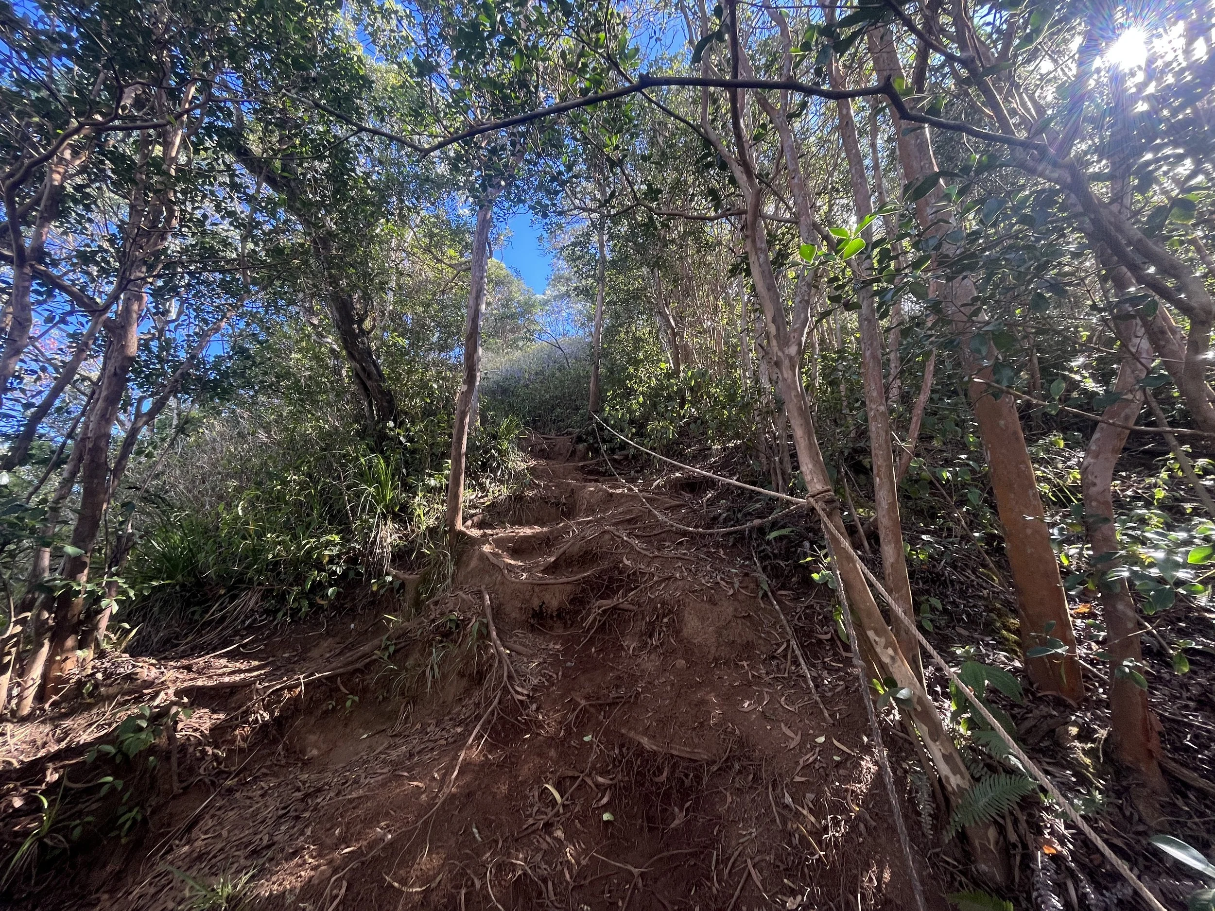 Hiking the Mt. Kaʻala Trail: The Tallest Point on Oʻahu — noahawaii