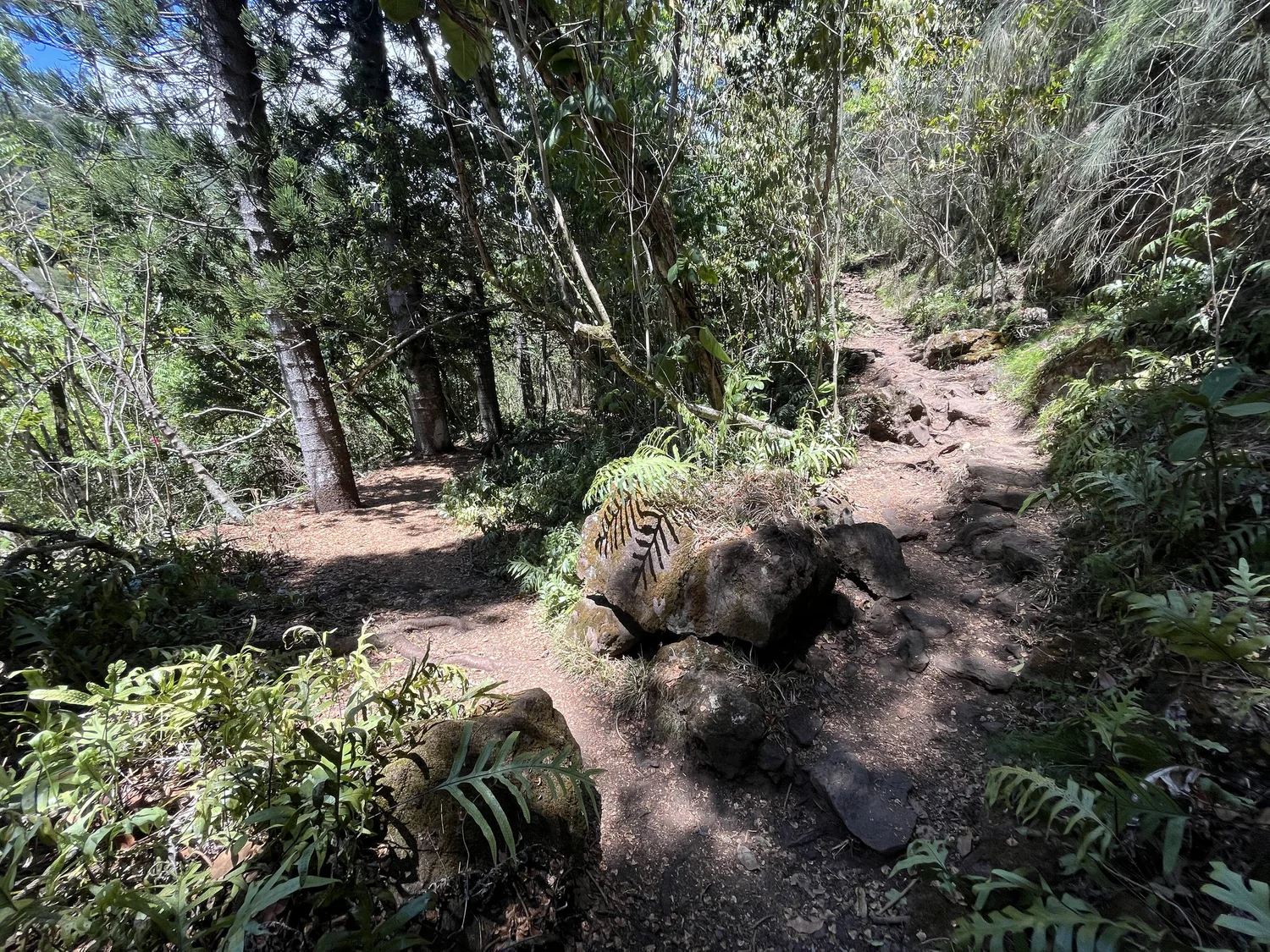 Hiking the Tantalus Loop Trail to the Pauoa Flats Bench on Oʻahu ...