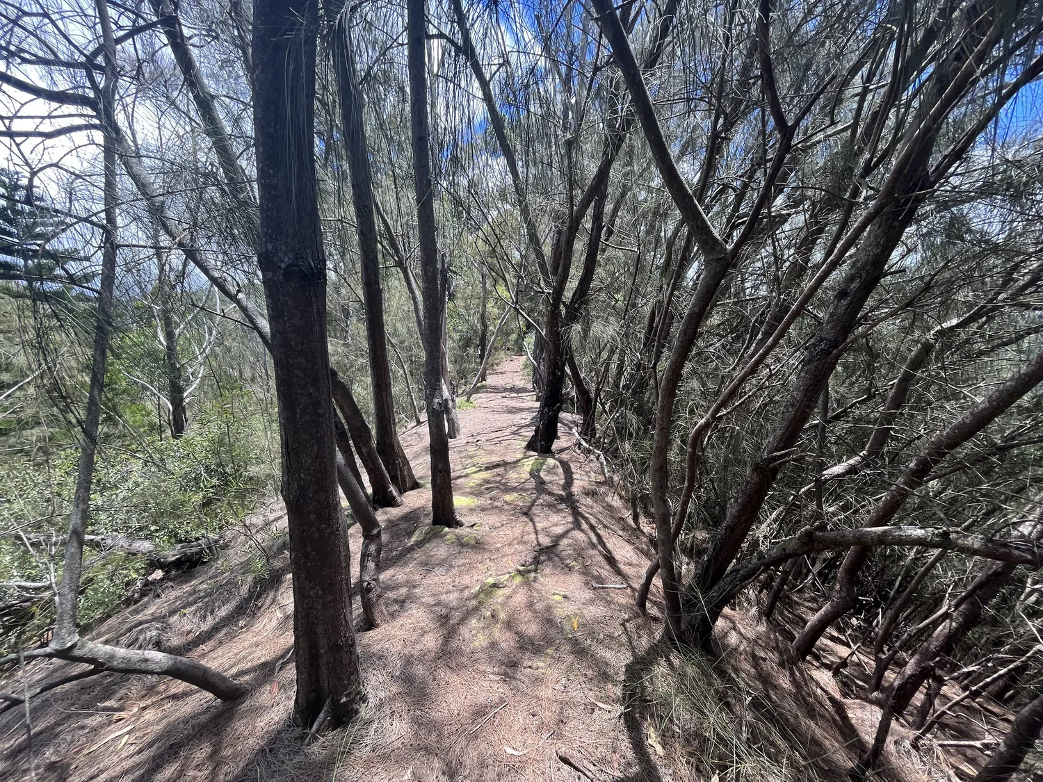 Hiking the Kapālama Ridge Trail to Puʻu Lanihuli on Oʻahu — noahawaii