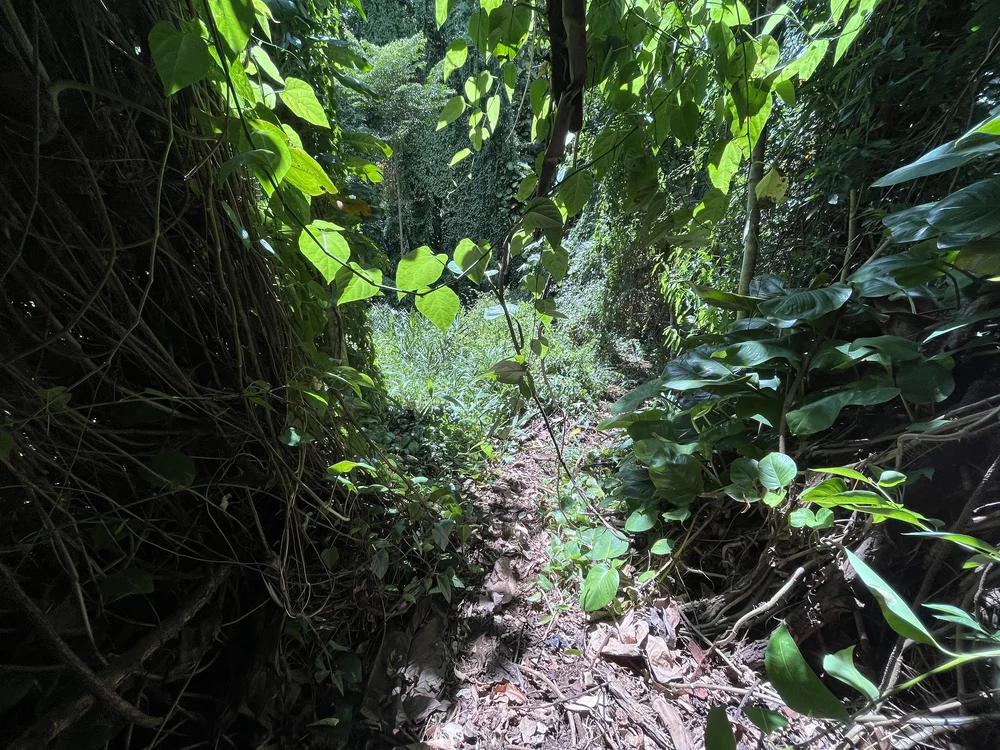 Hiking the Tantalus Arboretum Trail on Oʻahu, Hawaiʻi — noahawaii