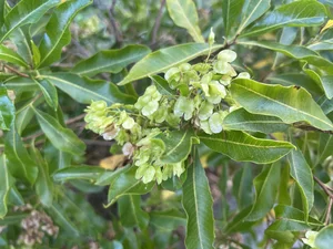 Native Hawaiian Plants: My Plant ID Guide — noahawaii