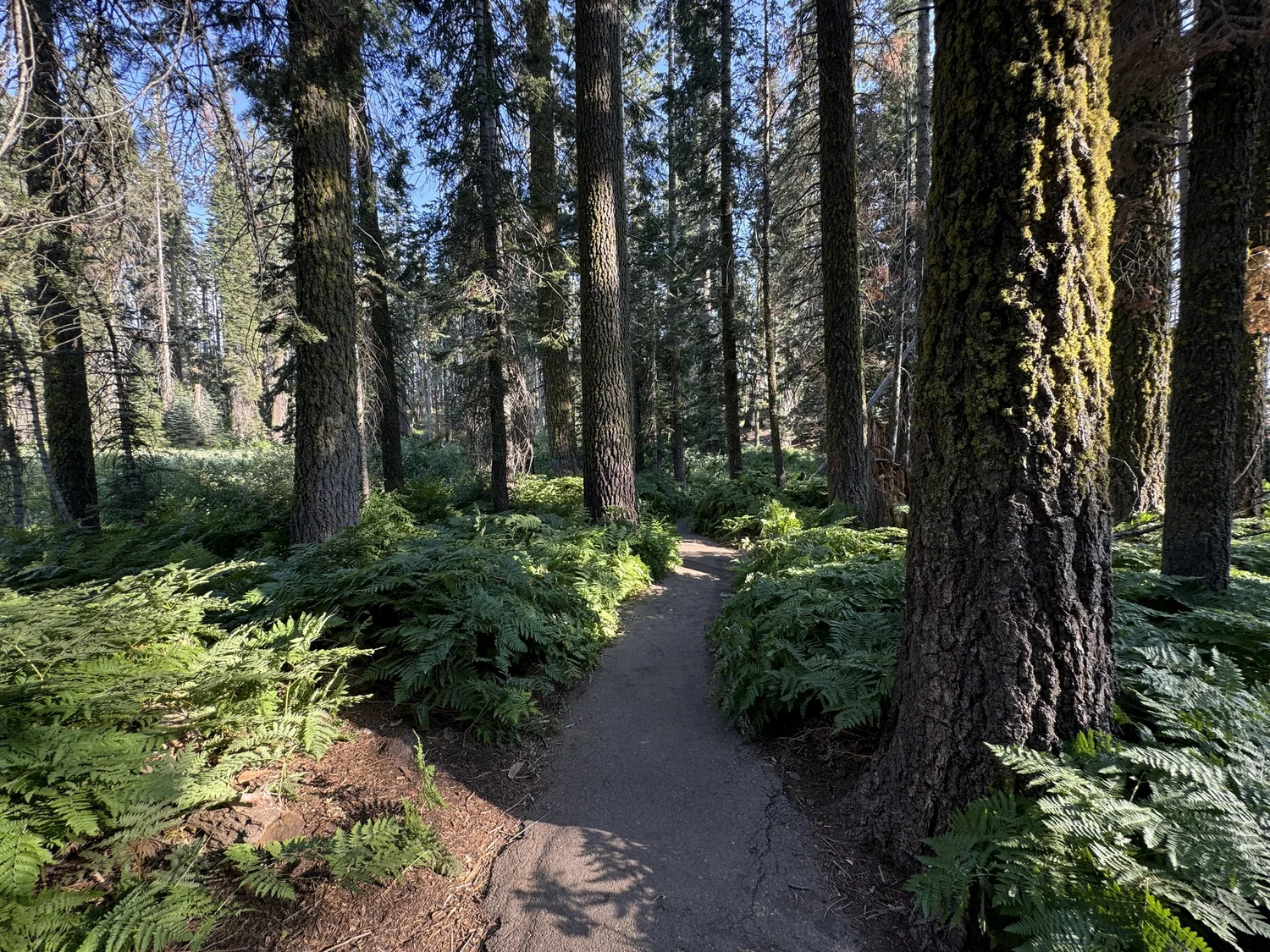 Hiking the Crescent Meadow Loop Trail in Sequoia National Park — noahawaii