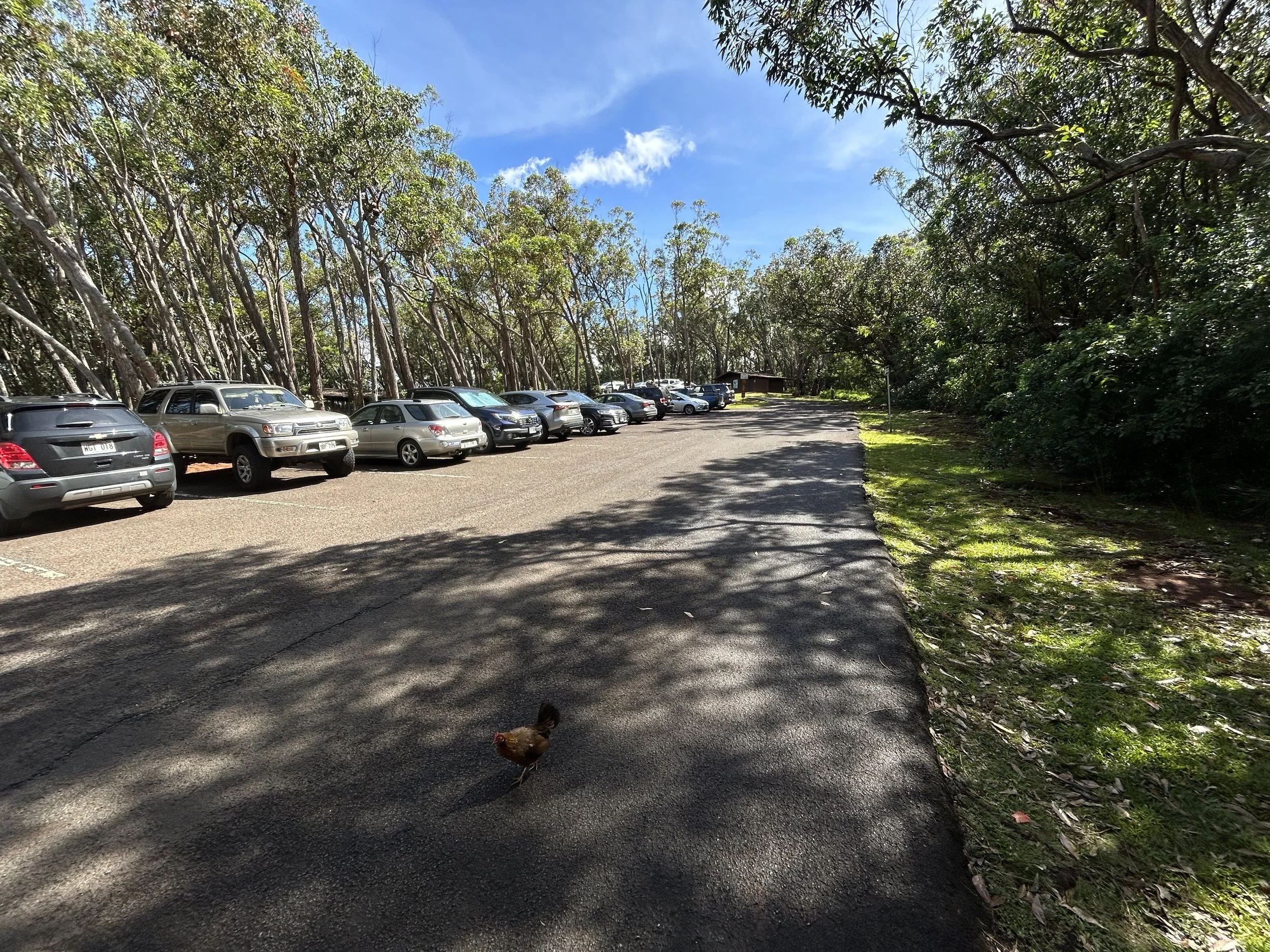 Hiking the Kalauao Falls Loop Trail on Oʻahu, Hawaiʻi — noahawaii