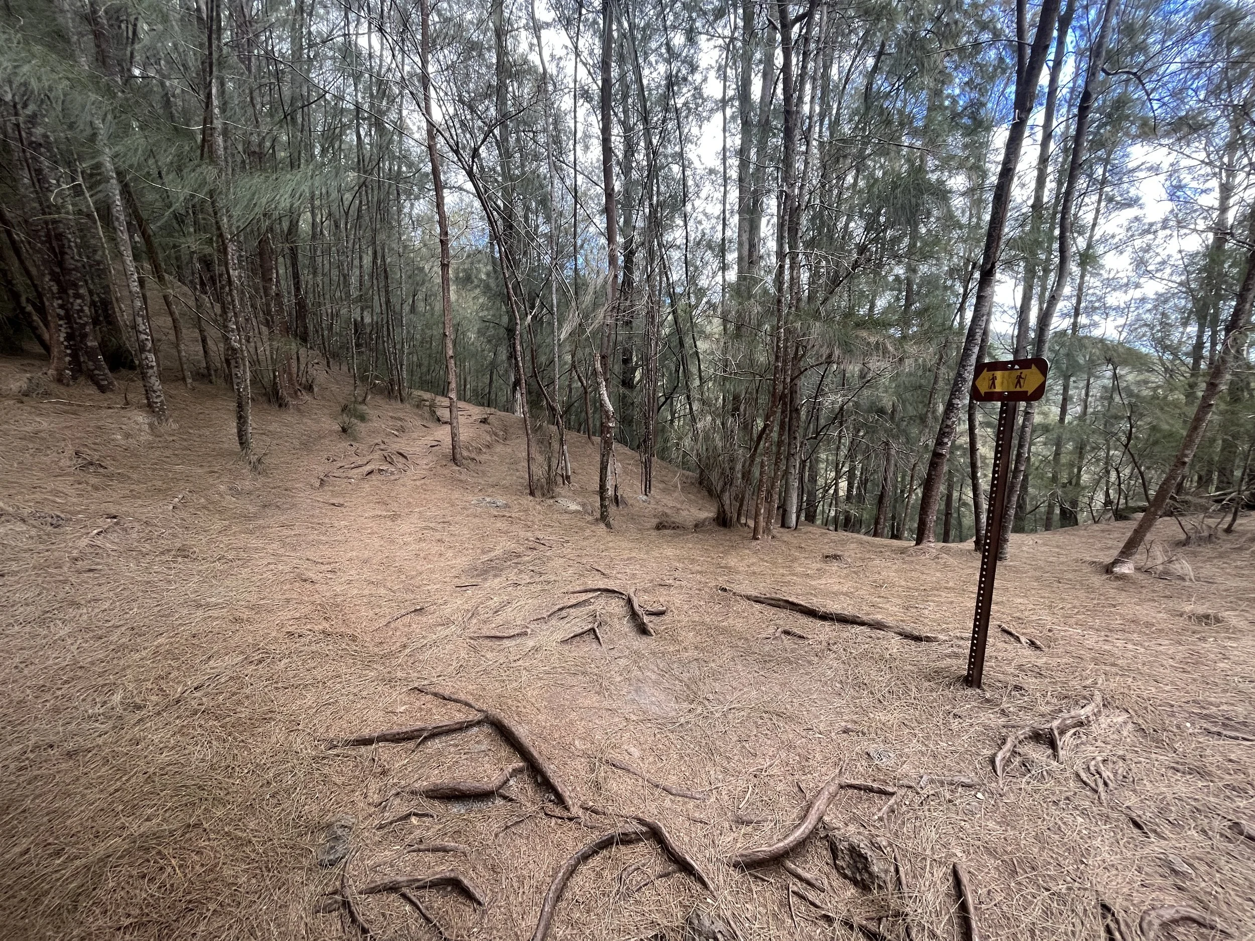 Hiking the Kuliʻouʻou Ridge Trail on Oʻahu — noahawaii