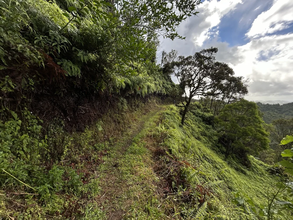 Hiking the Poamoho Trail on Oʻahu, Hawaiʻi — noahawaii