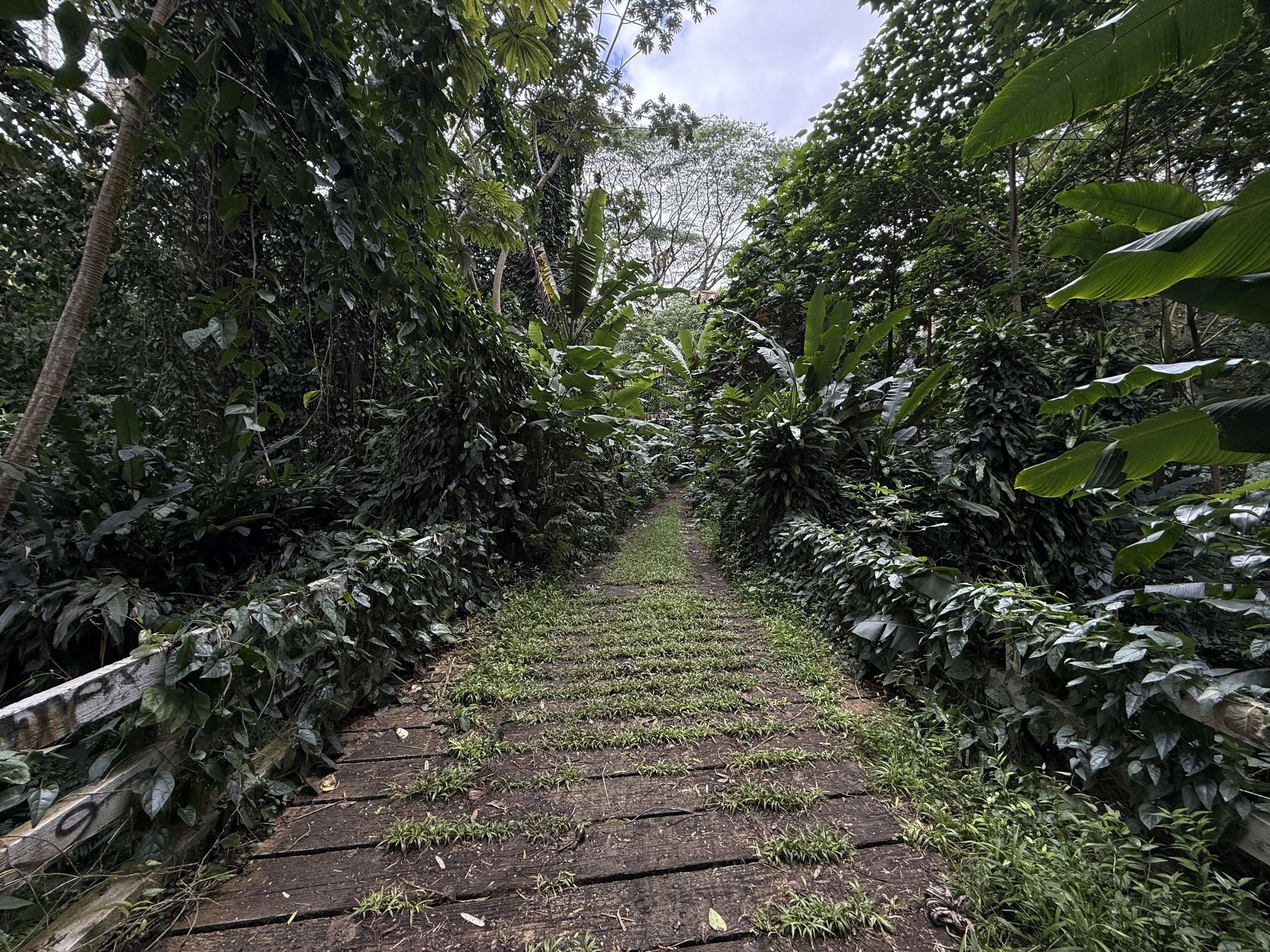 Hiking the Mānoa Middle Ridge Trail on Oʻahu, Hawaiʻi — noahawaii