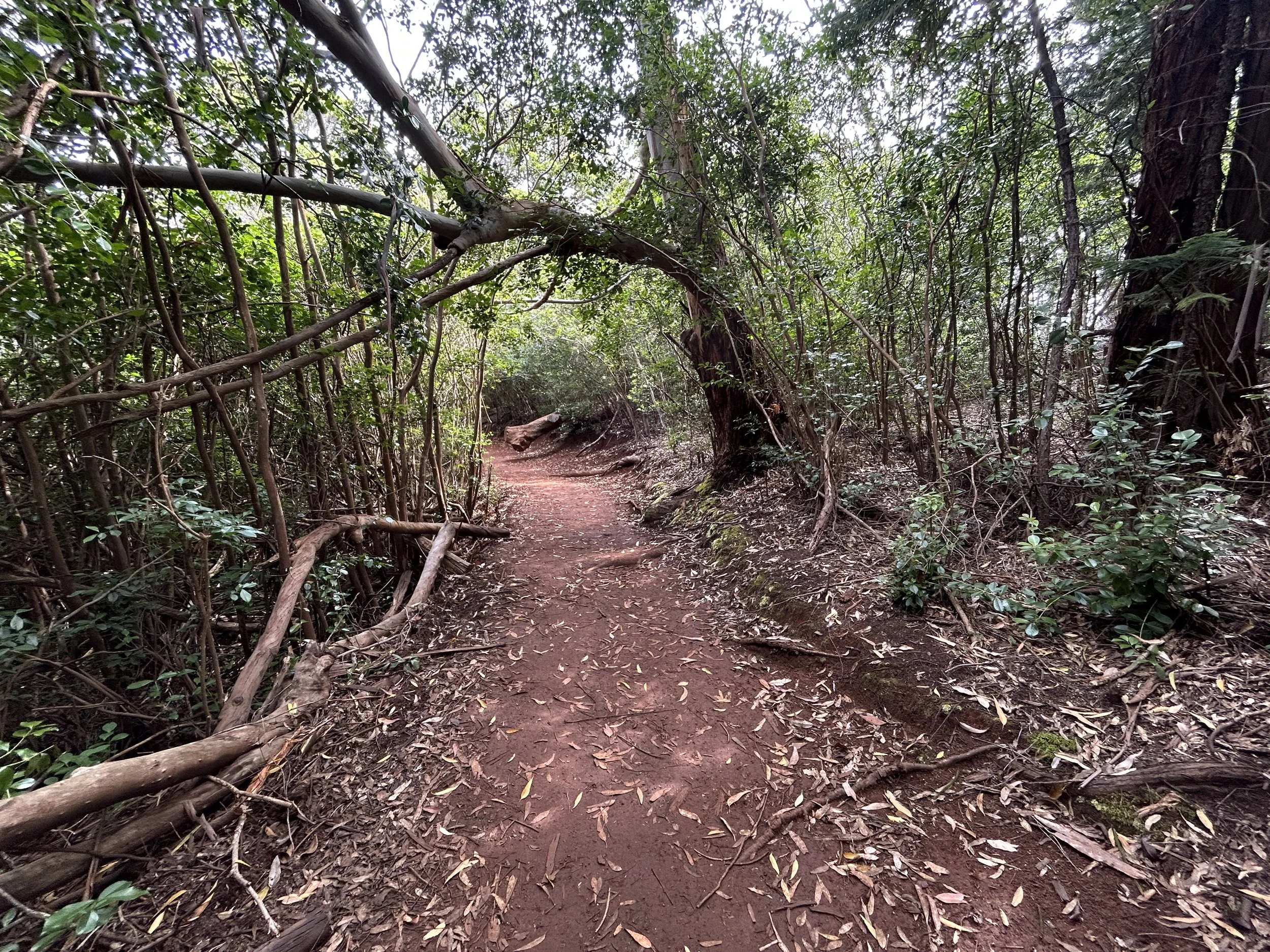 Hiking the ʻAiea Loop Trail on Oʻahu, Hawaiʻi — noahawaii