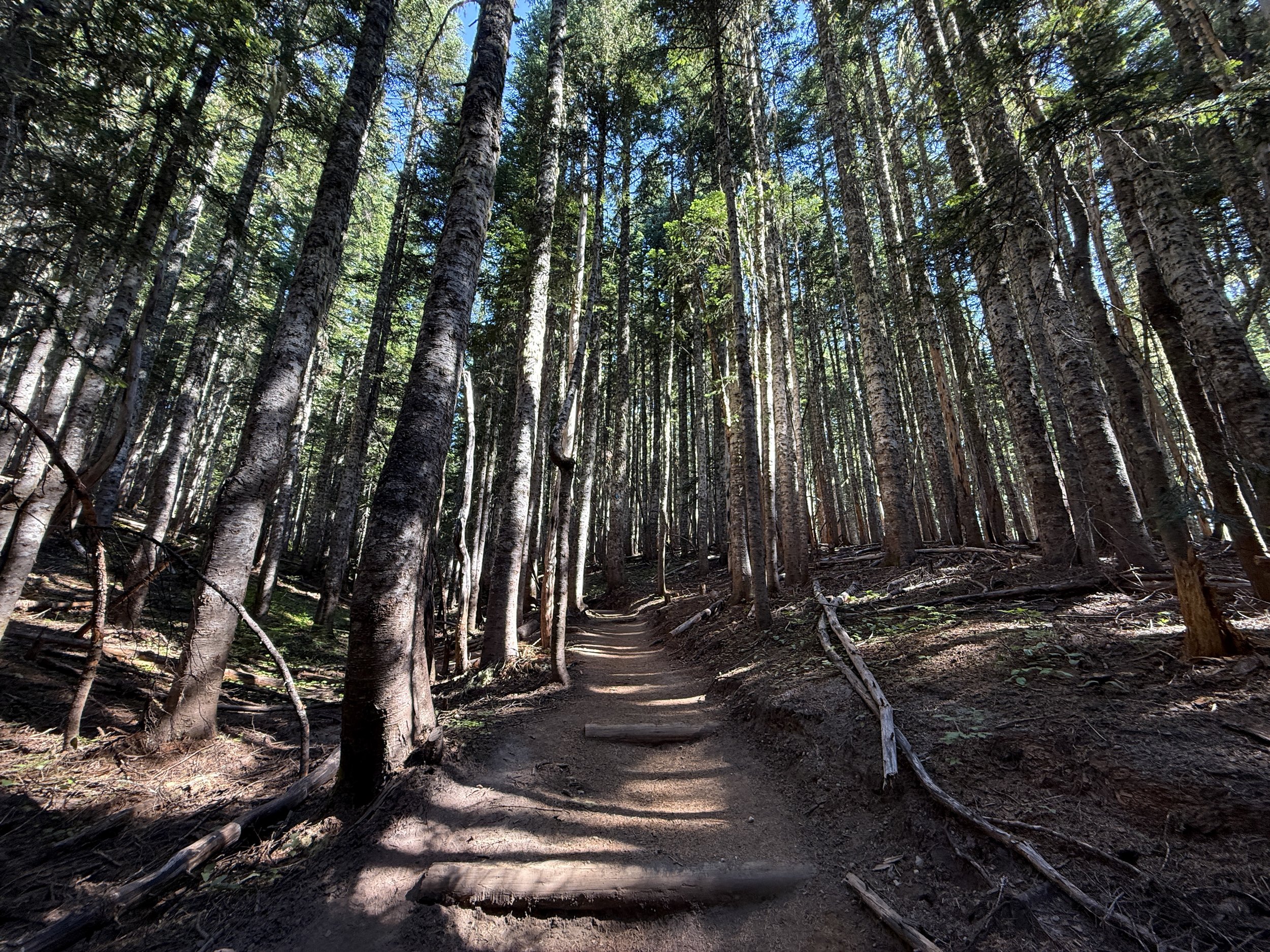 Climbing Mount Saint Helens via the Ptarmigan Trail & Monitor Ridge in ...