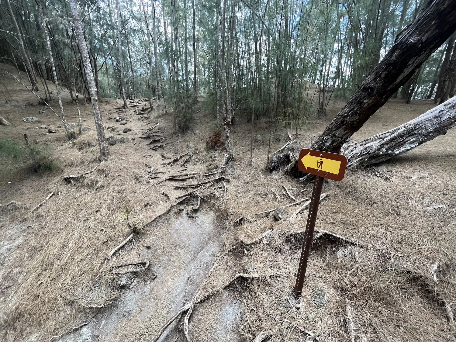 Hiking the Kuliʻouʻou Ridge Trail on Oʻahu — noahawaii