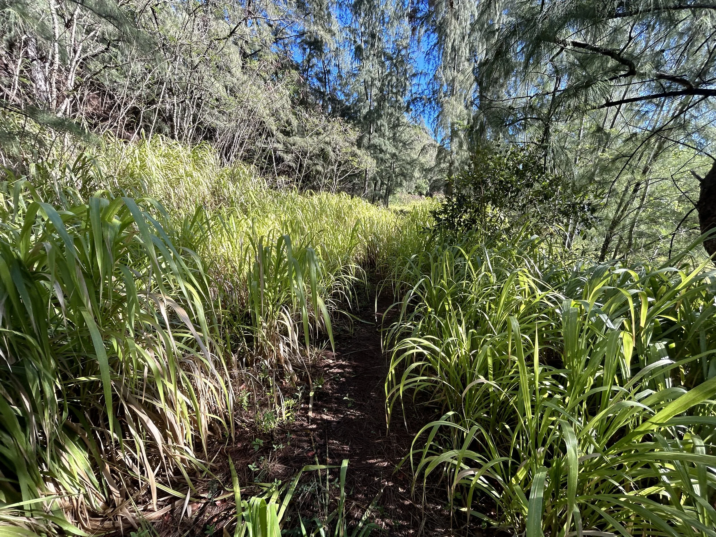 Hiking the Kōloa Gulch Trail on Oʻahu, Hawaiʻi — noahawaii