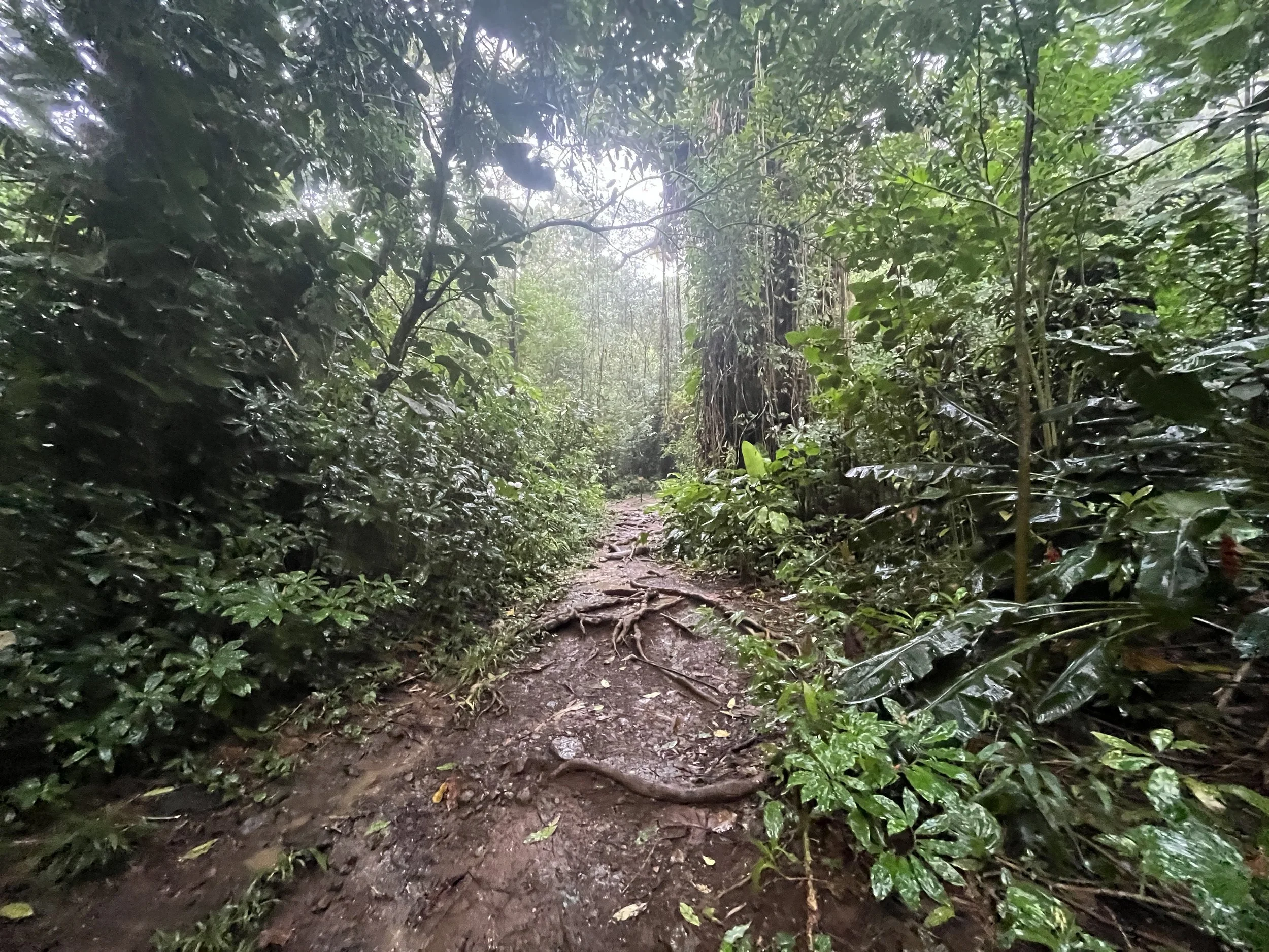 Hiking the Puʻu Pia Trail on Oʻahu — noahawaii
