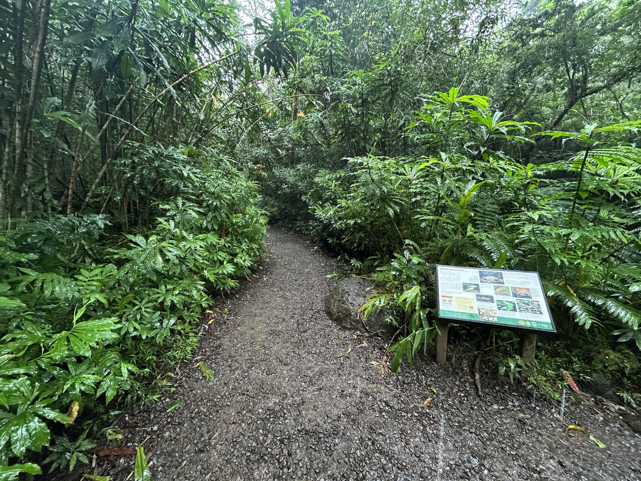 Hiking the Mānoa Falls Trail on Oʻahu, Hawaiʻi — noahawaii
