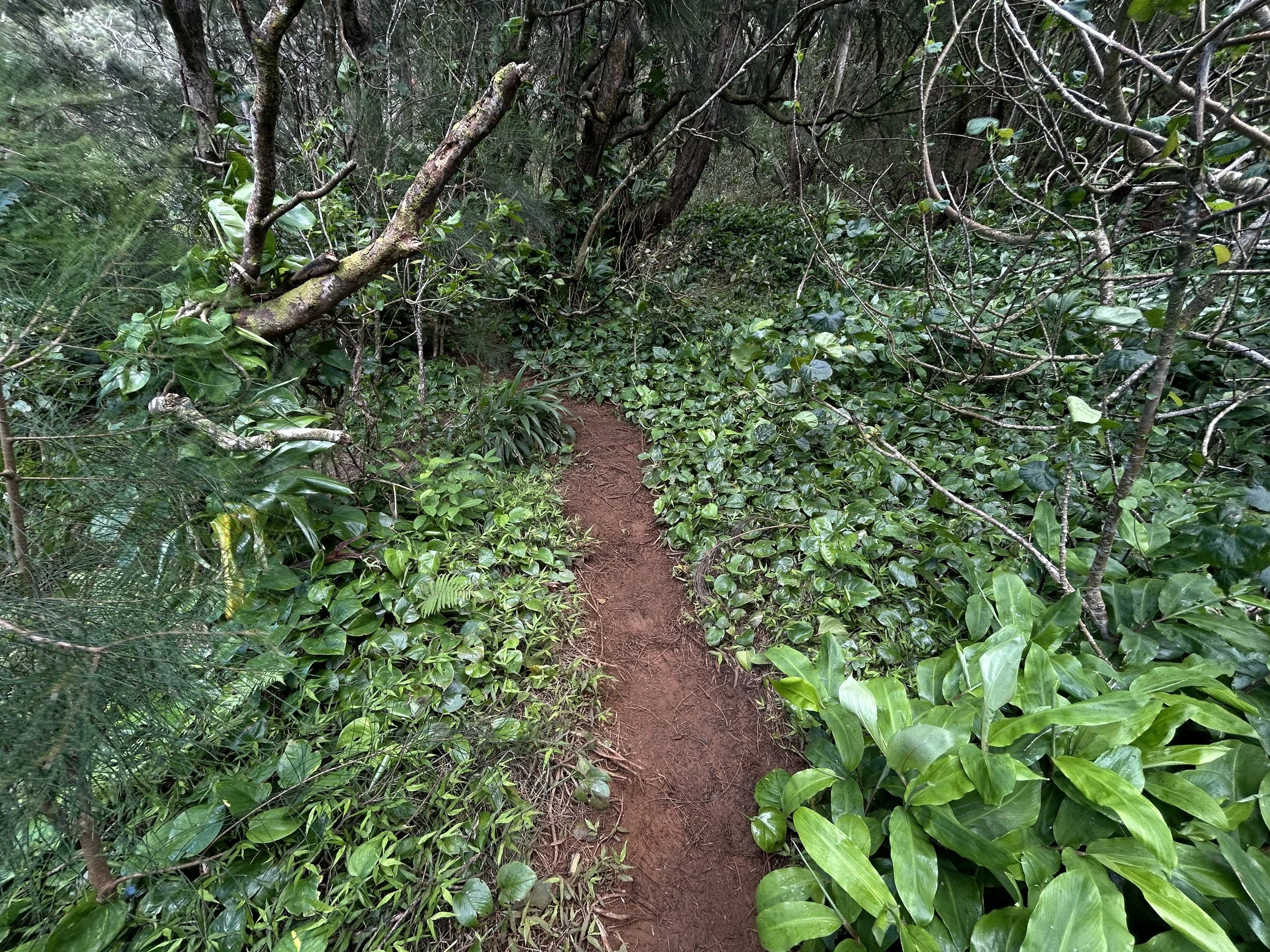 Hiking the Pali Notches Trail on Oʻahu, Hawaiʻi — noahawaii