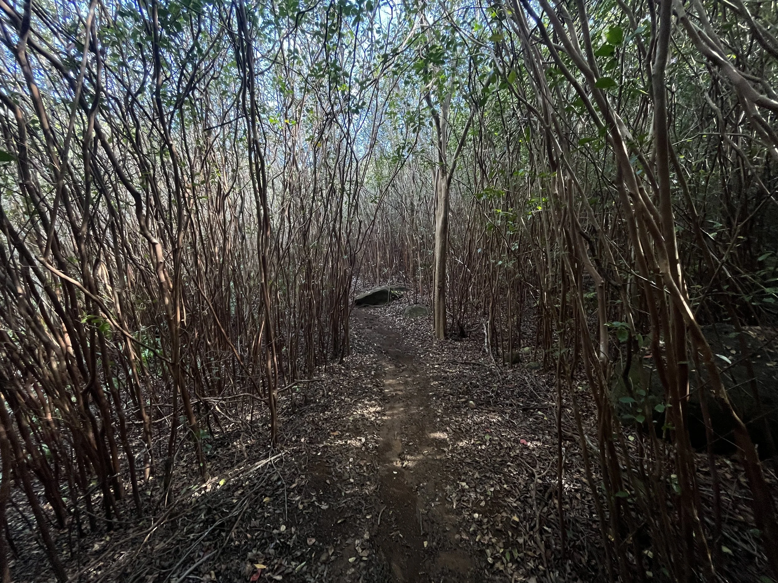 Hiking the Mt. Kaʻala Trail: The Tallest Point on Oʻahu — noahawaii