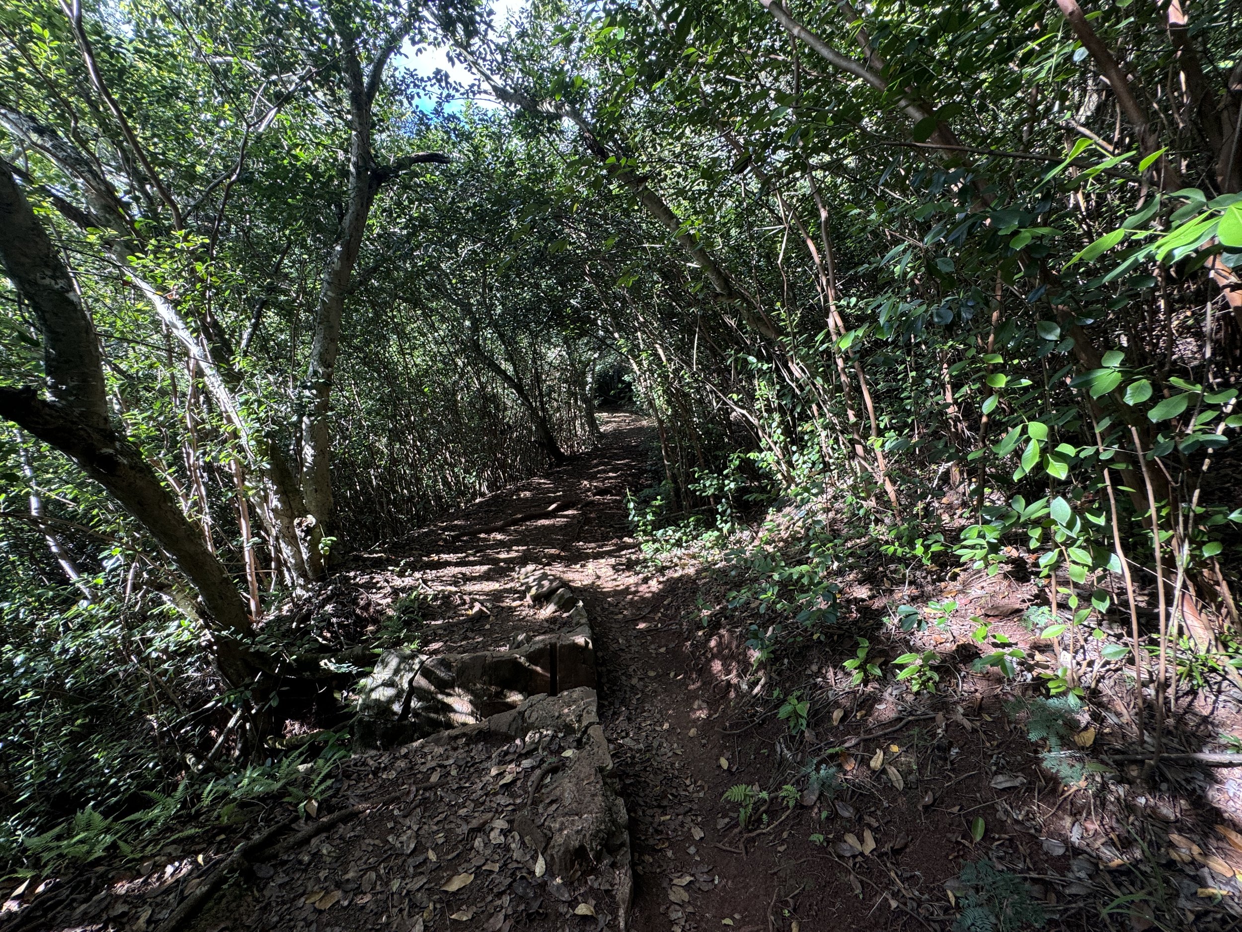 Hiking the Waimano Ridge Trail on Oʻahu, Hawaiʻi — noahawaii