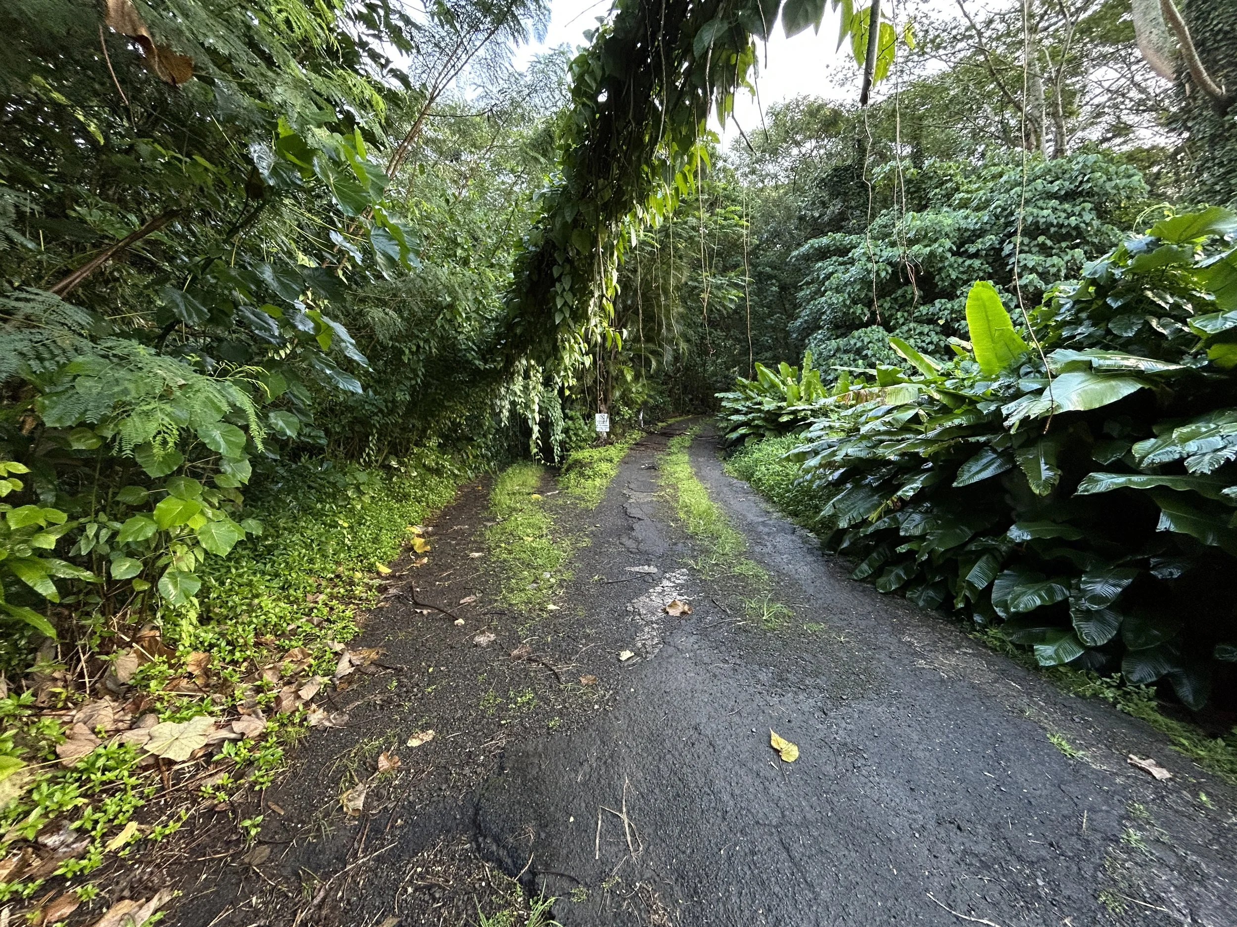 Hiking the Mānoa Middle Ridge Trail on Oʻahu — noahawaii